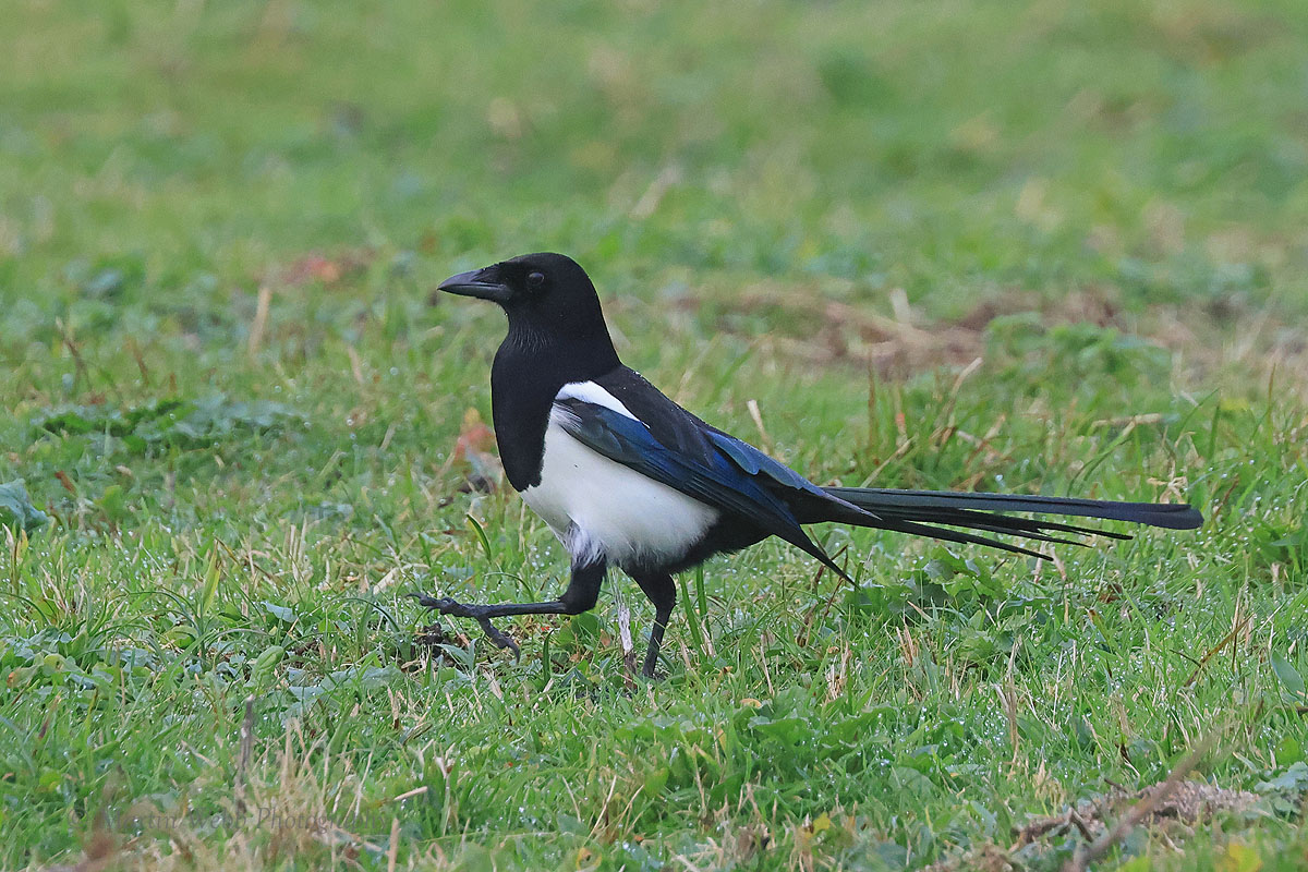 Magpie by Martin Webb - BirdGuides