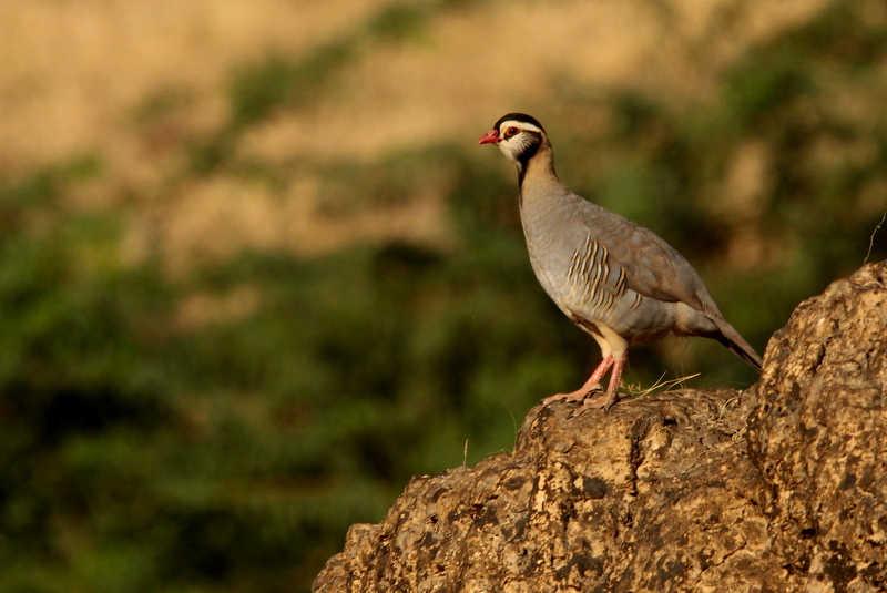 Details : Arabian Partridge - BirdGuides