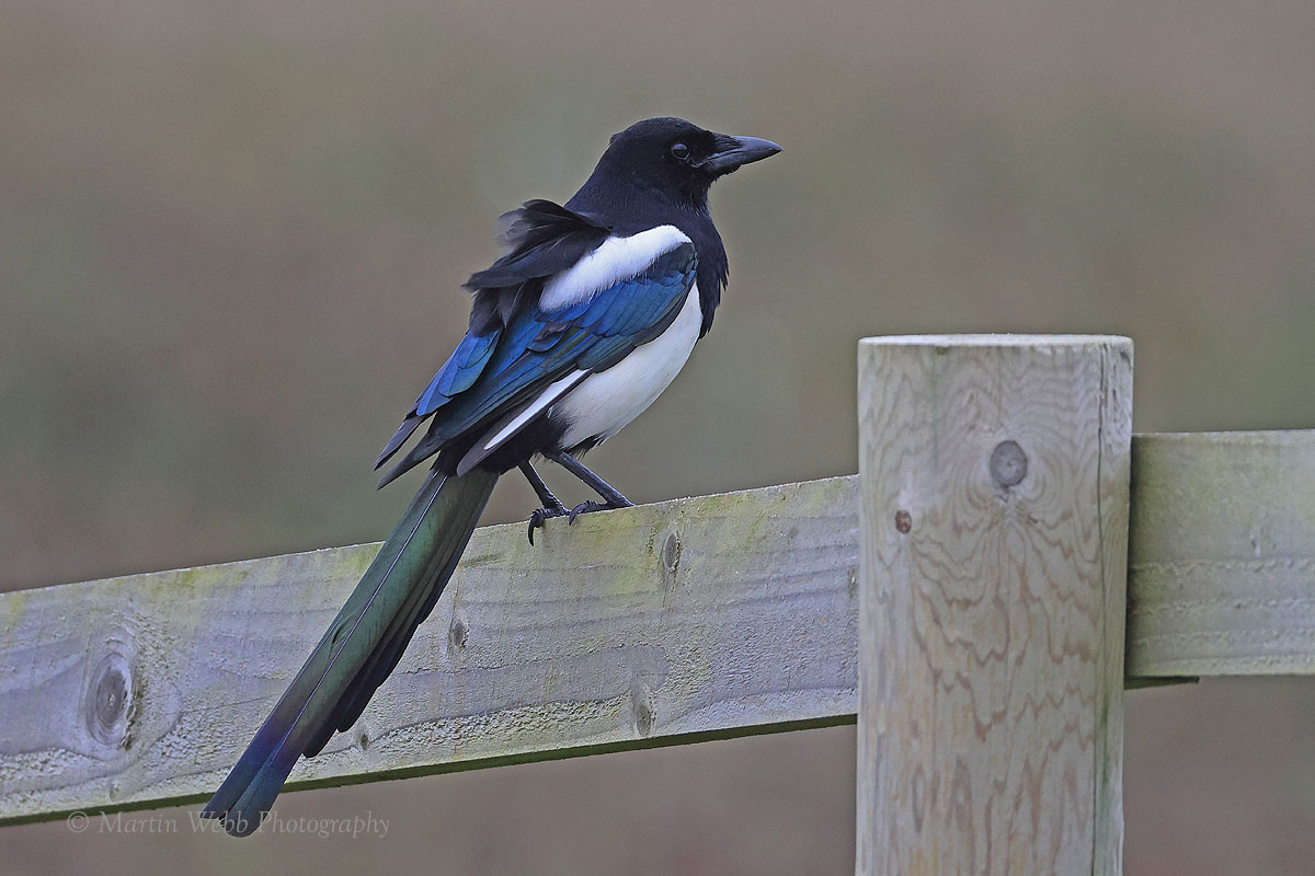Magpie by Martin Webb - BirdGuides