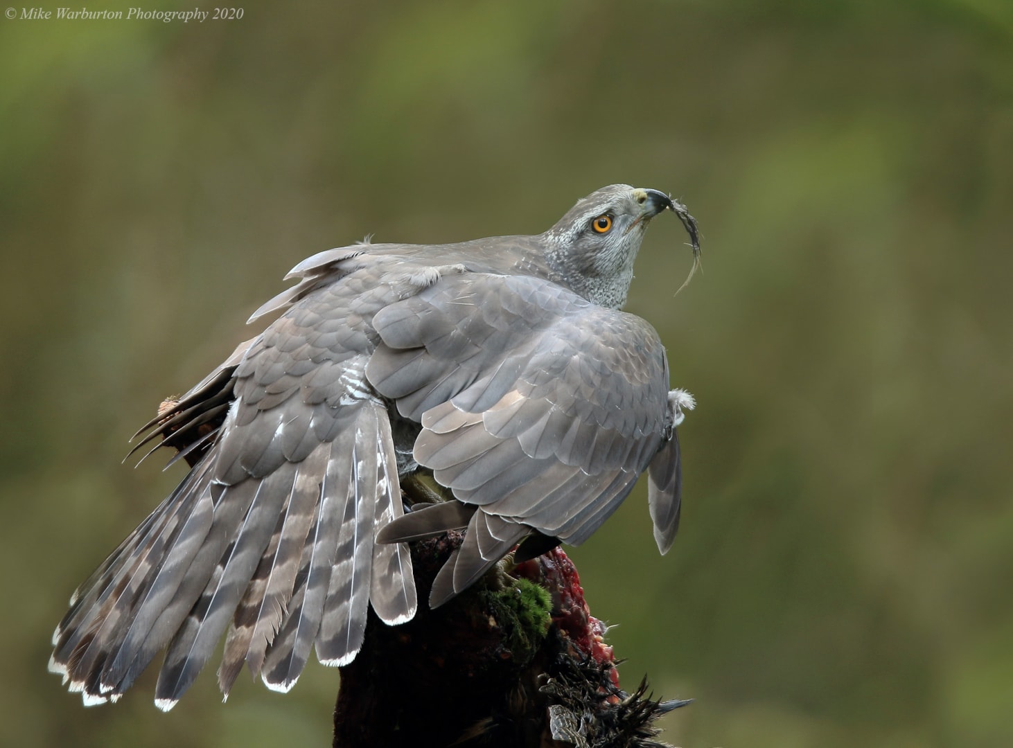 Northern Goshawk by Mike Warburton - BirdGuides