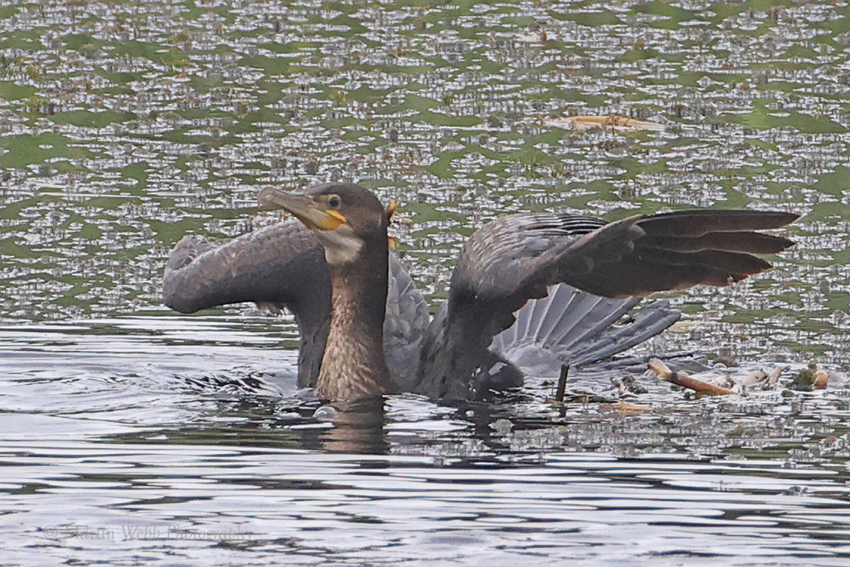 Great Cormorant by Martin Webb - BirdGuides