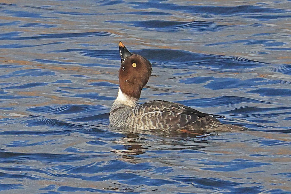Common Goldeneye by Martin Webb - BirdGuides