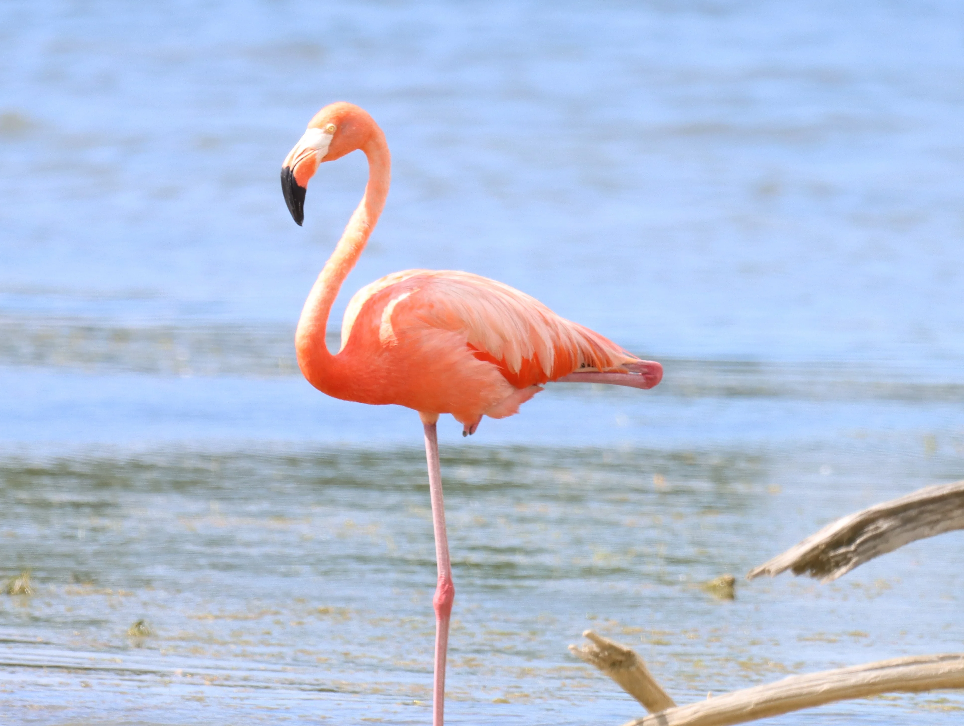 Details : American Flamingo - BirdGuides