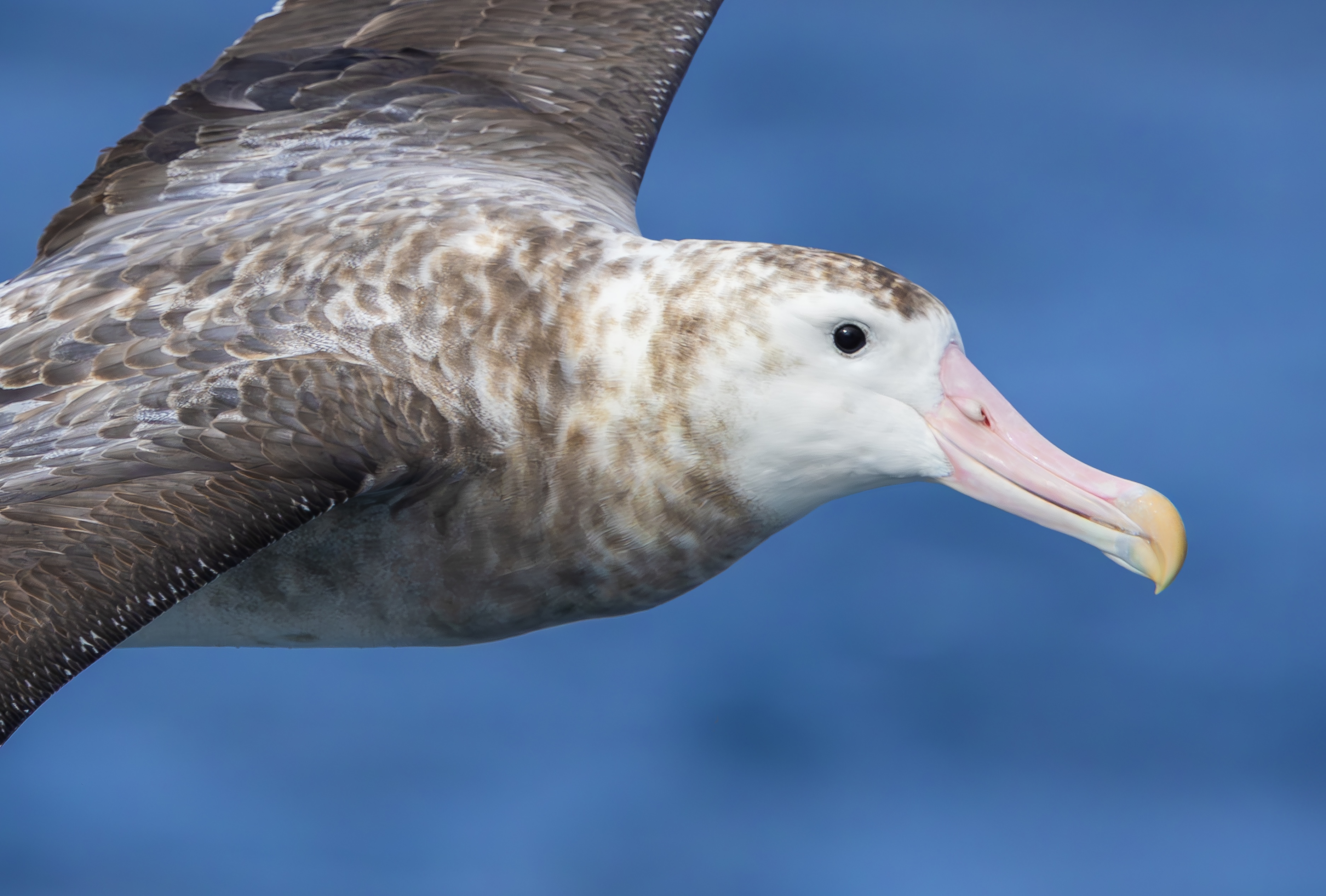 Snowy Albatross by Miles Cluff - BirdGuides