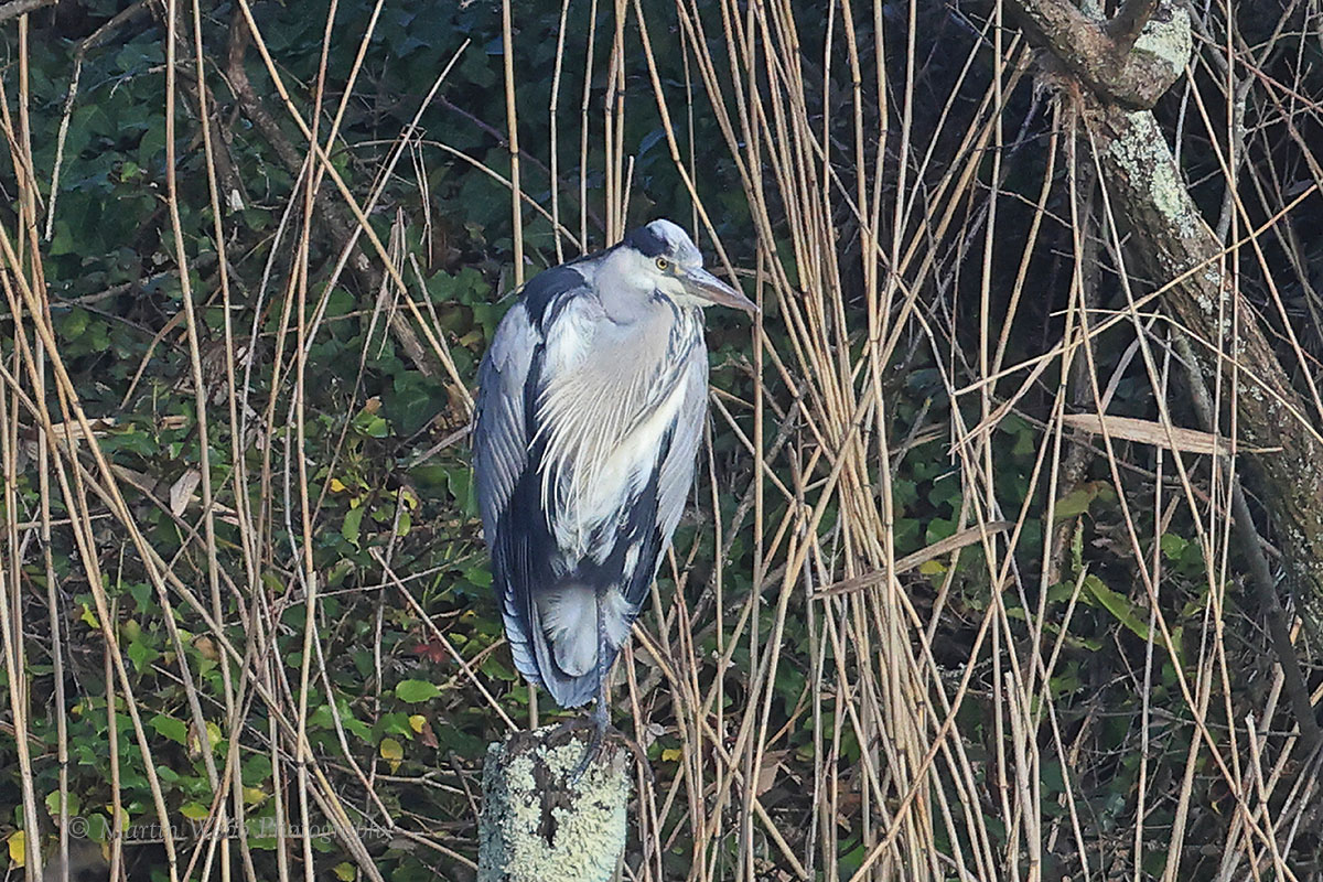Grey Heron by Martin Webb - BirdGuides