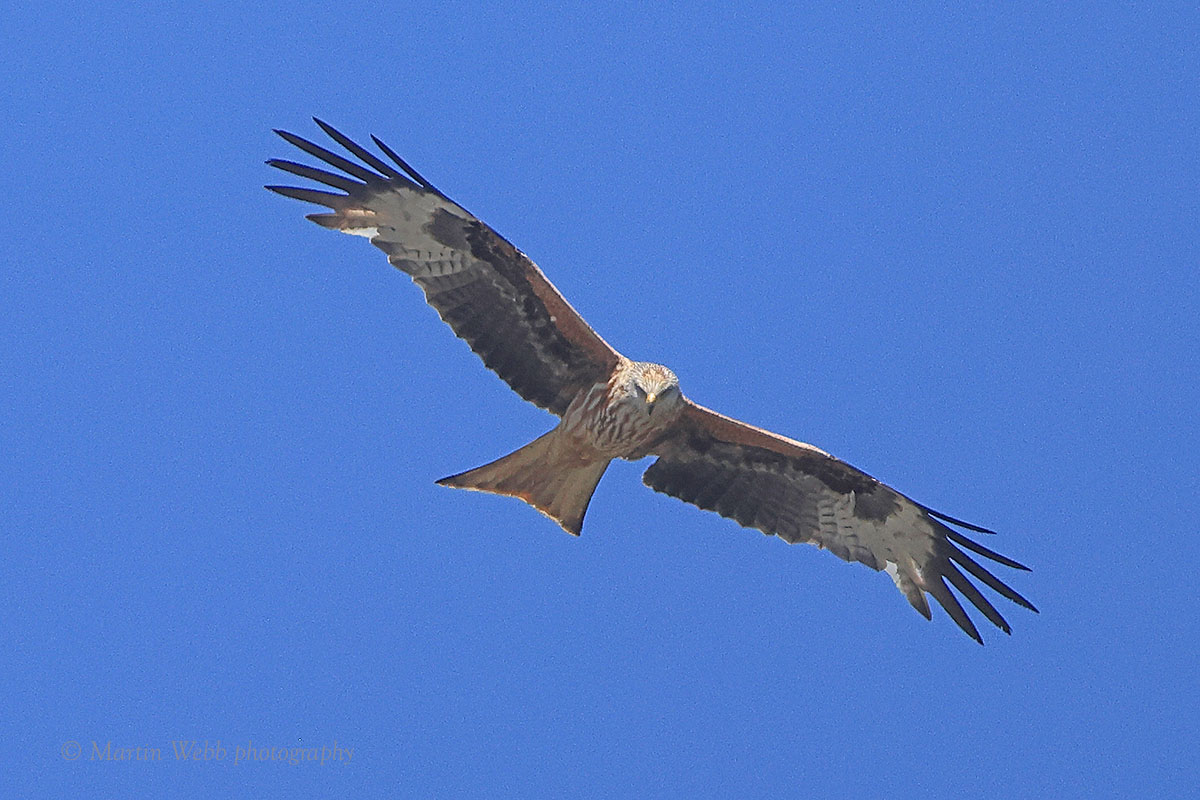 Red Kite by Martin Webb - BirdGuides