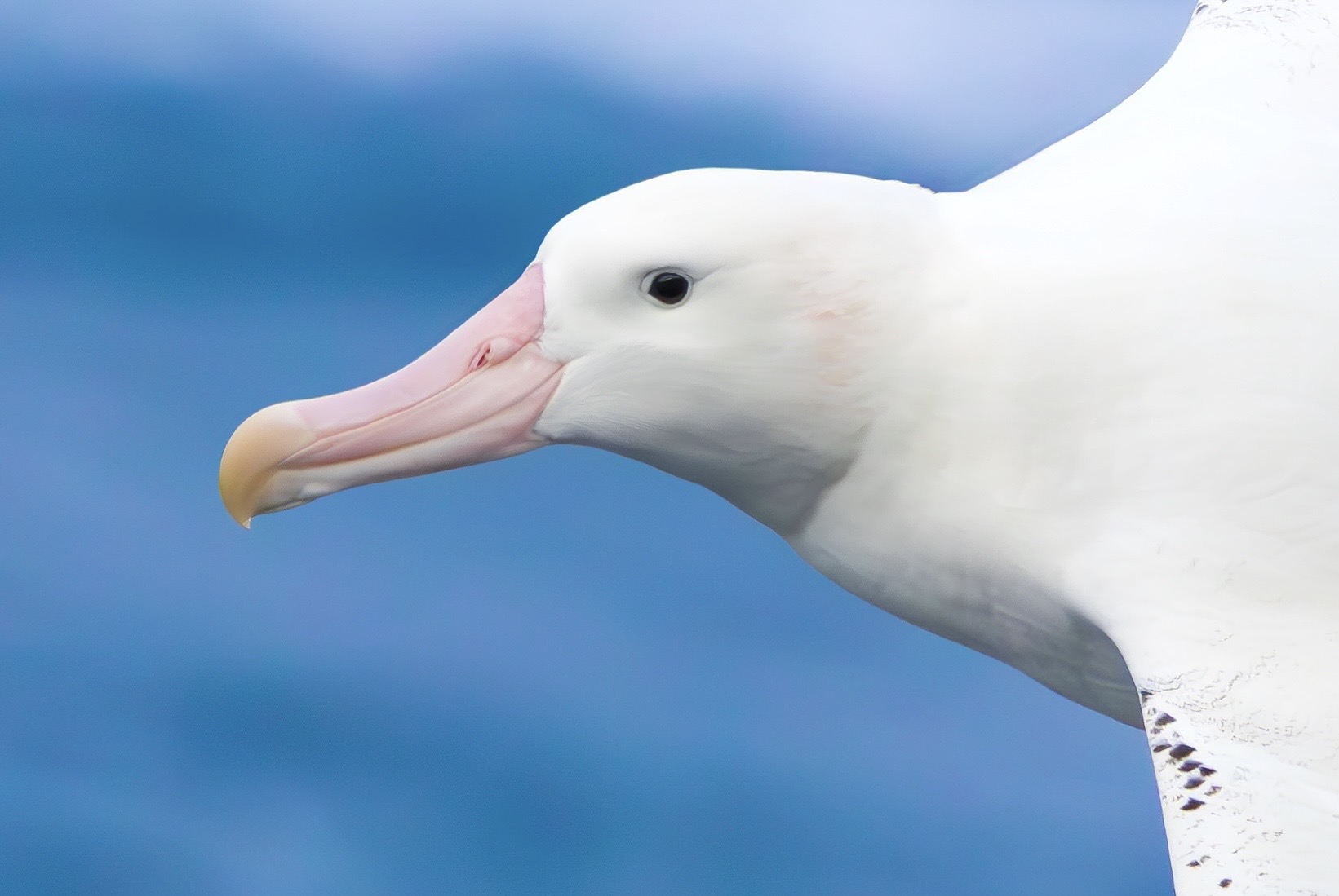 Snowy Albatross by Miles Cluff - BirdGuides
