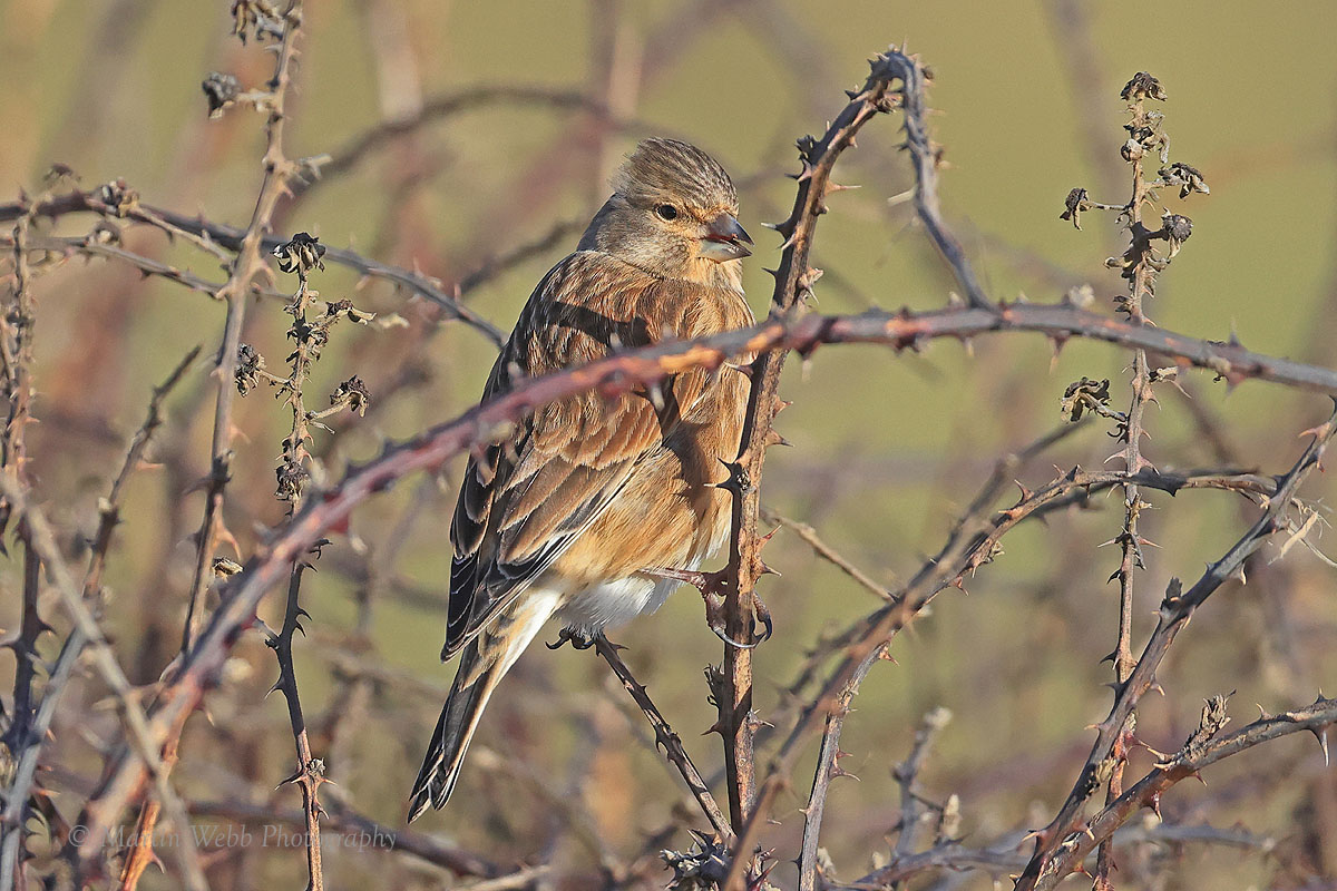Common Linnet by Martin Webb - BirdGuides