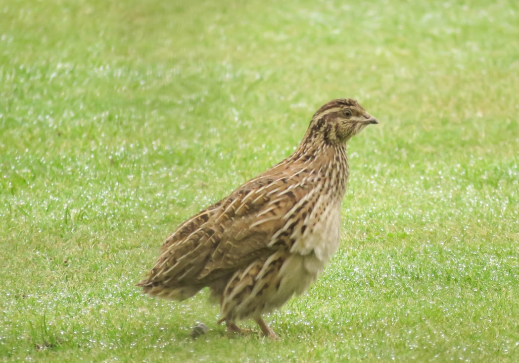 Common Quail by Stephen McDonnell - BirdGuides