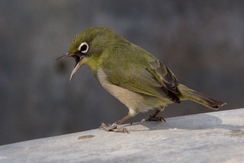 Abyssinian White-eye by Kris Webb - BirdGuides