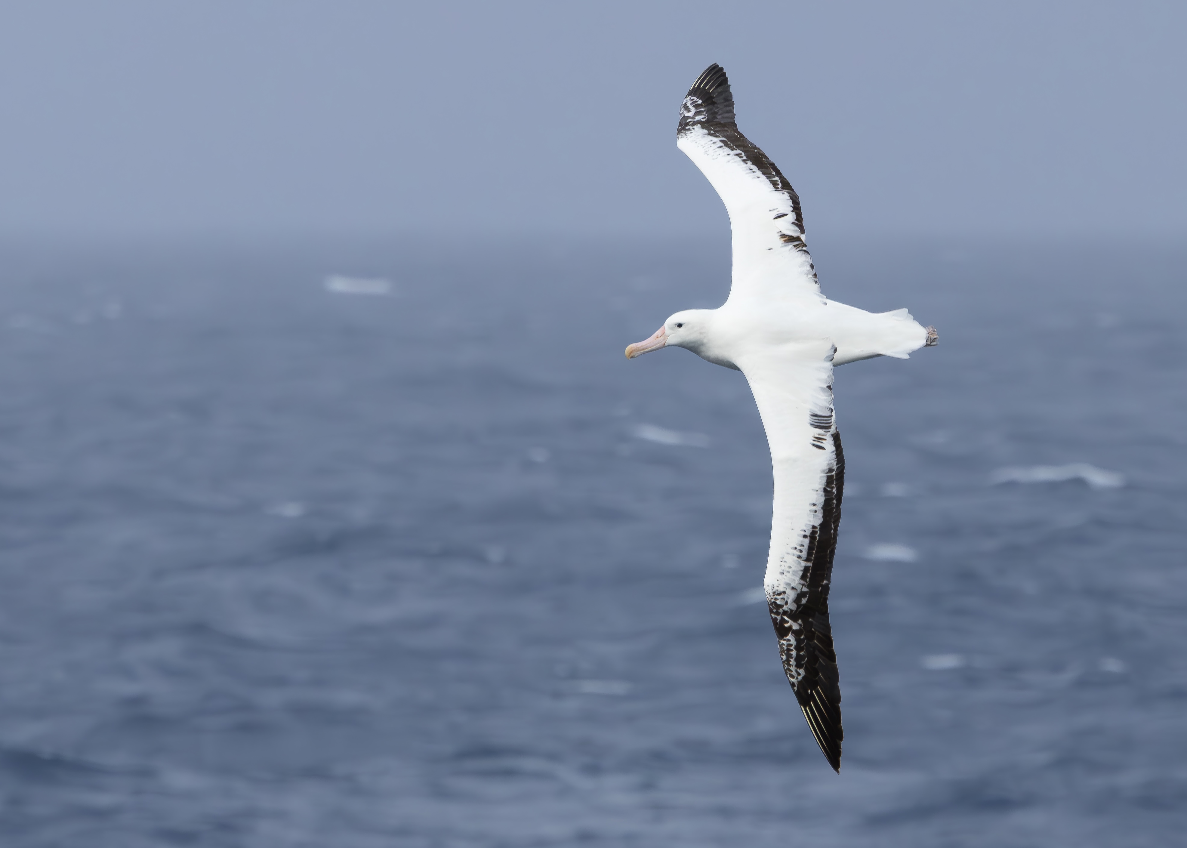 Snowy Albatross by Miles Cluff - BirdGuides