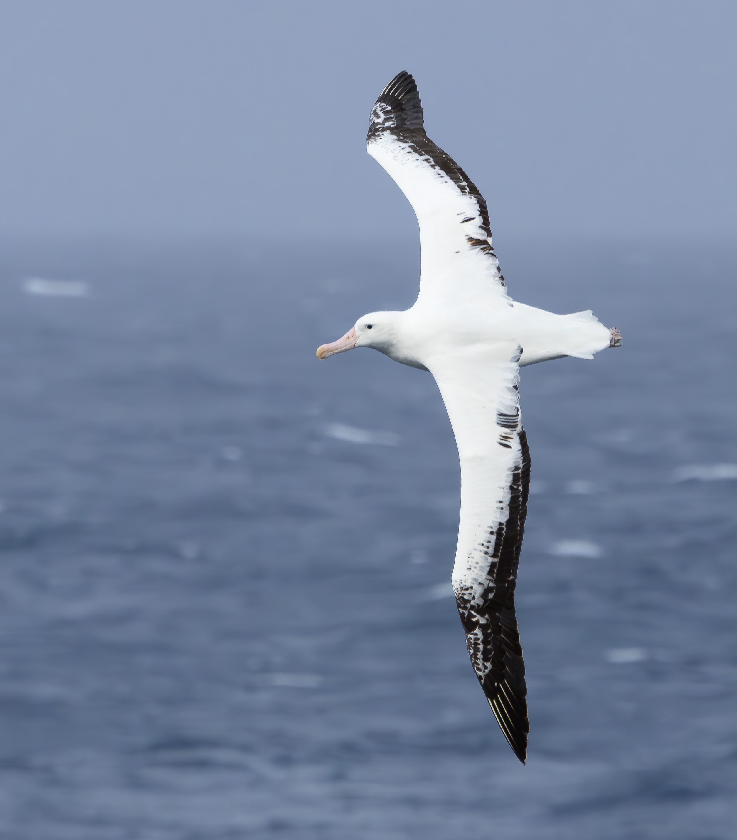 Snowy Albatross by Miles Cluff - BirdGuides