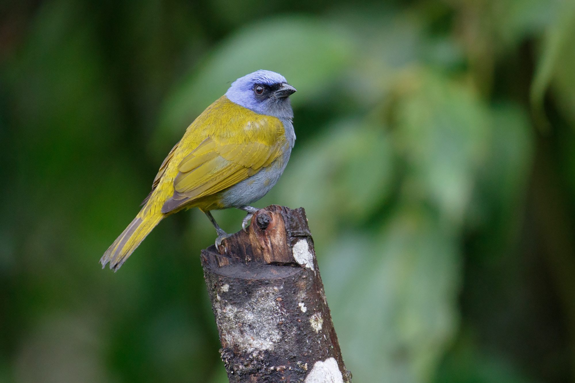 Blue-capped Tanager by Josh Jones - BirdGuides