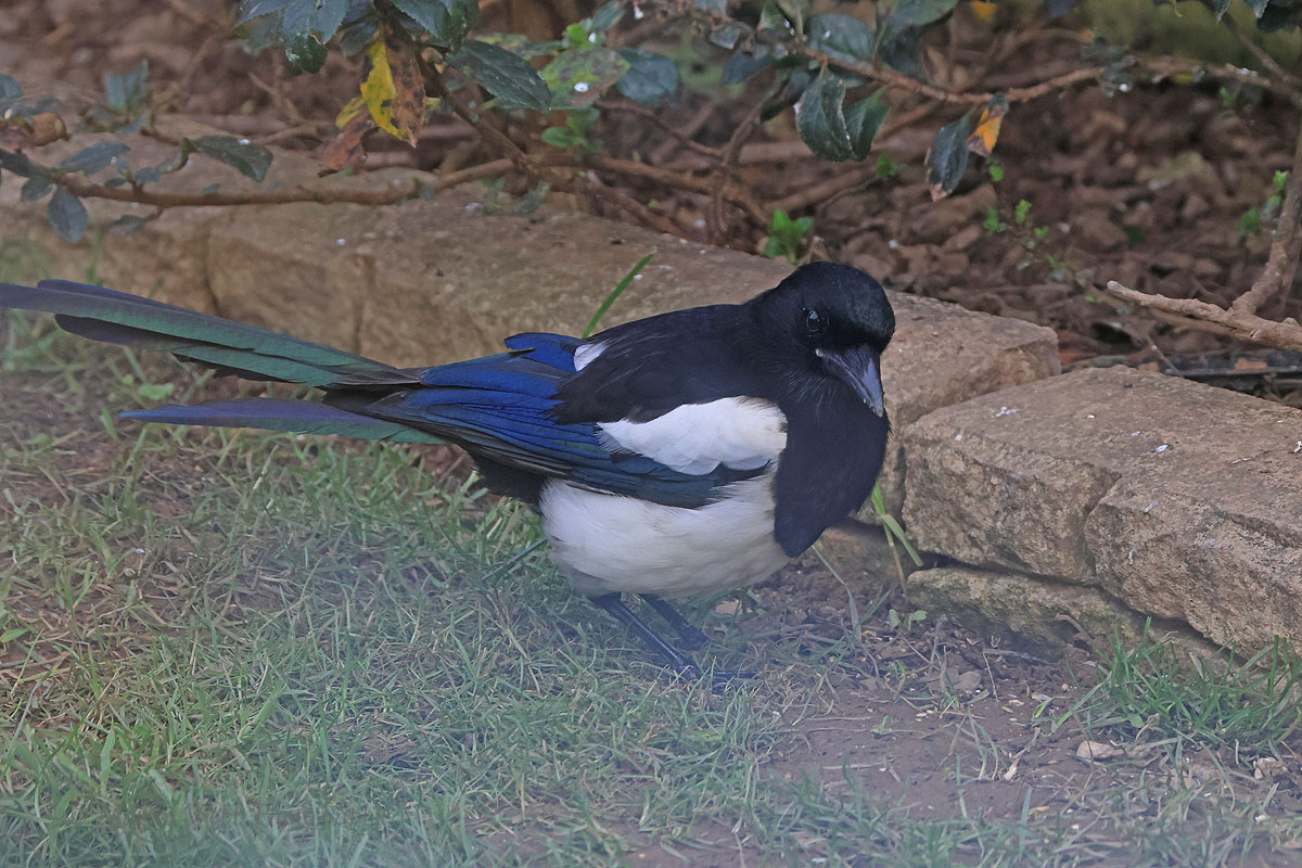 Magpie by Martin Webb - BirdGuides
