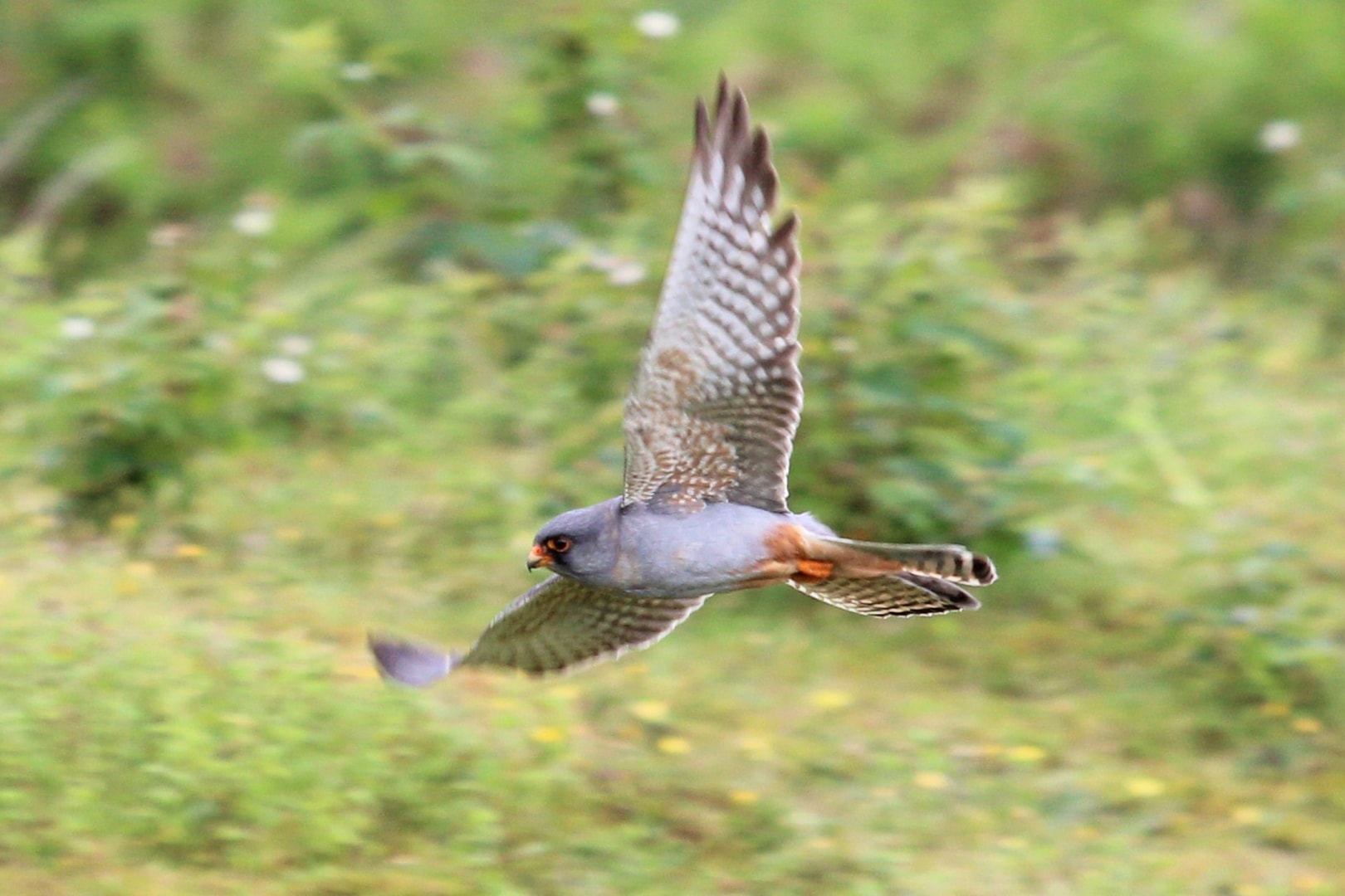 Red-footed Falcon by chris white - BirdGuides