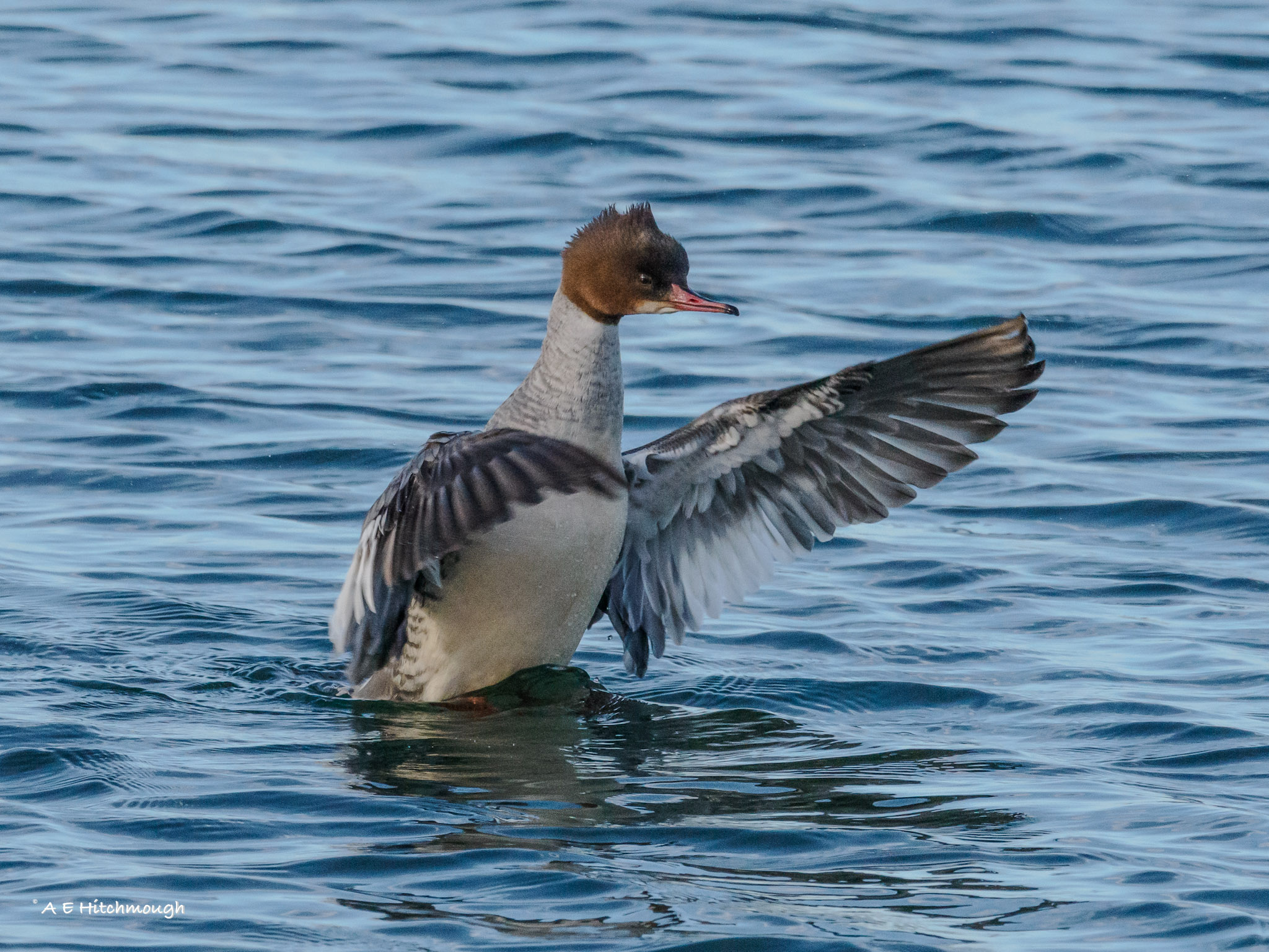 Goosander by Alan Hitchmough - BirdGuides