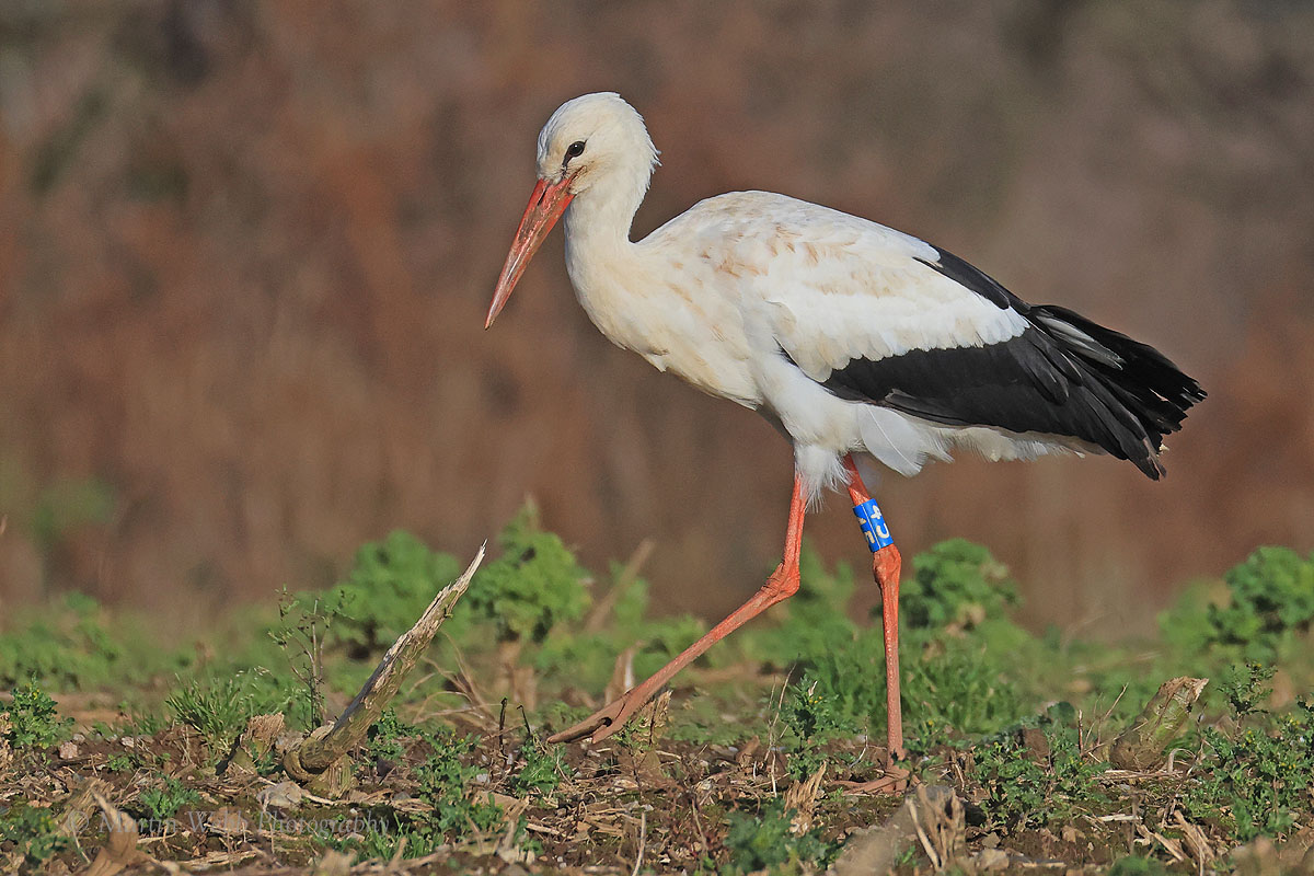 White Stork by Martin Webb - BirdGuides