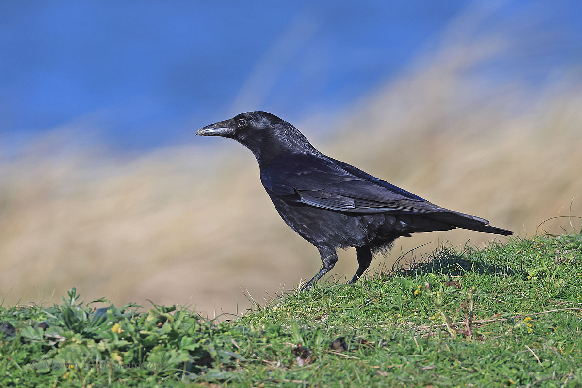 Carrion Crow by Martin Webb - BirdGuides