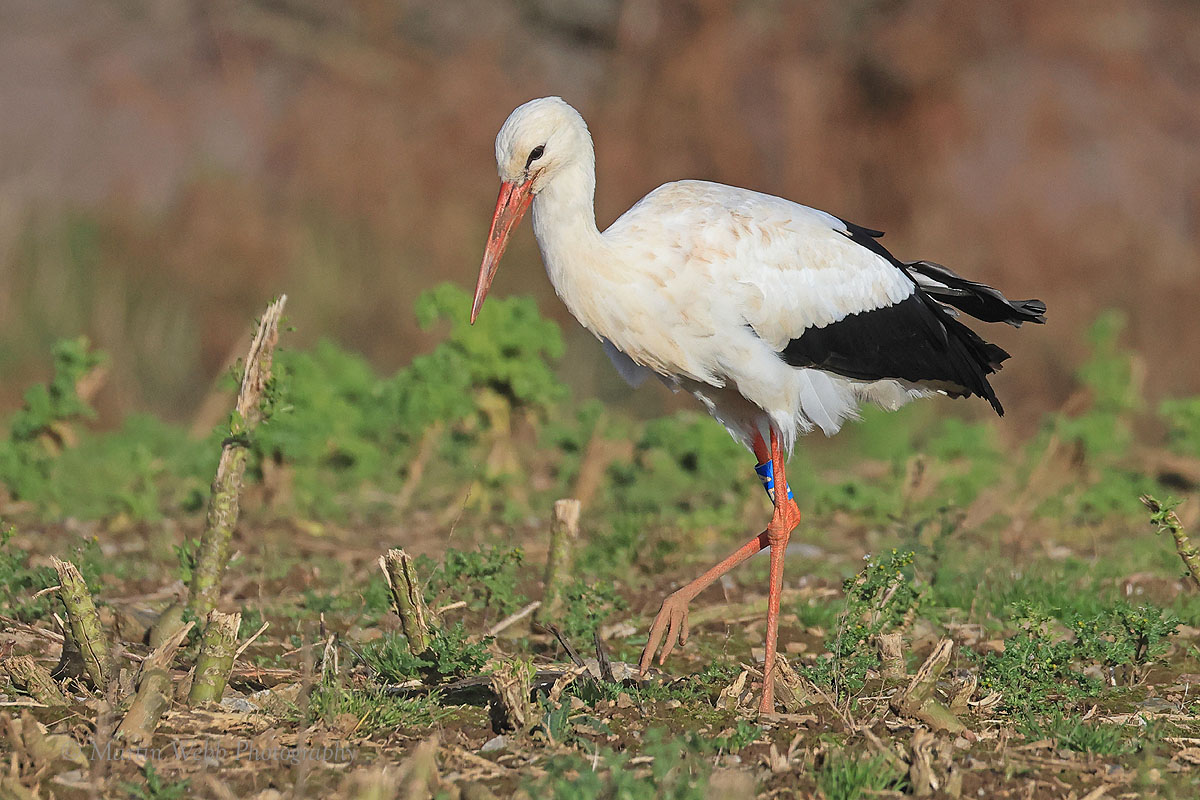 White Stork by Martin Webb - BirdGuides