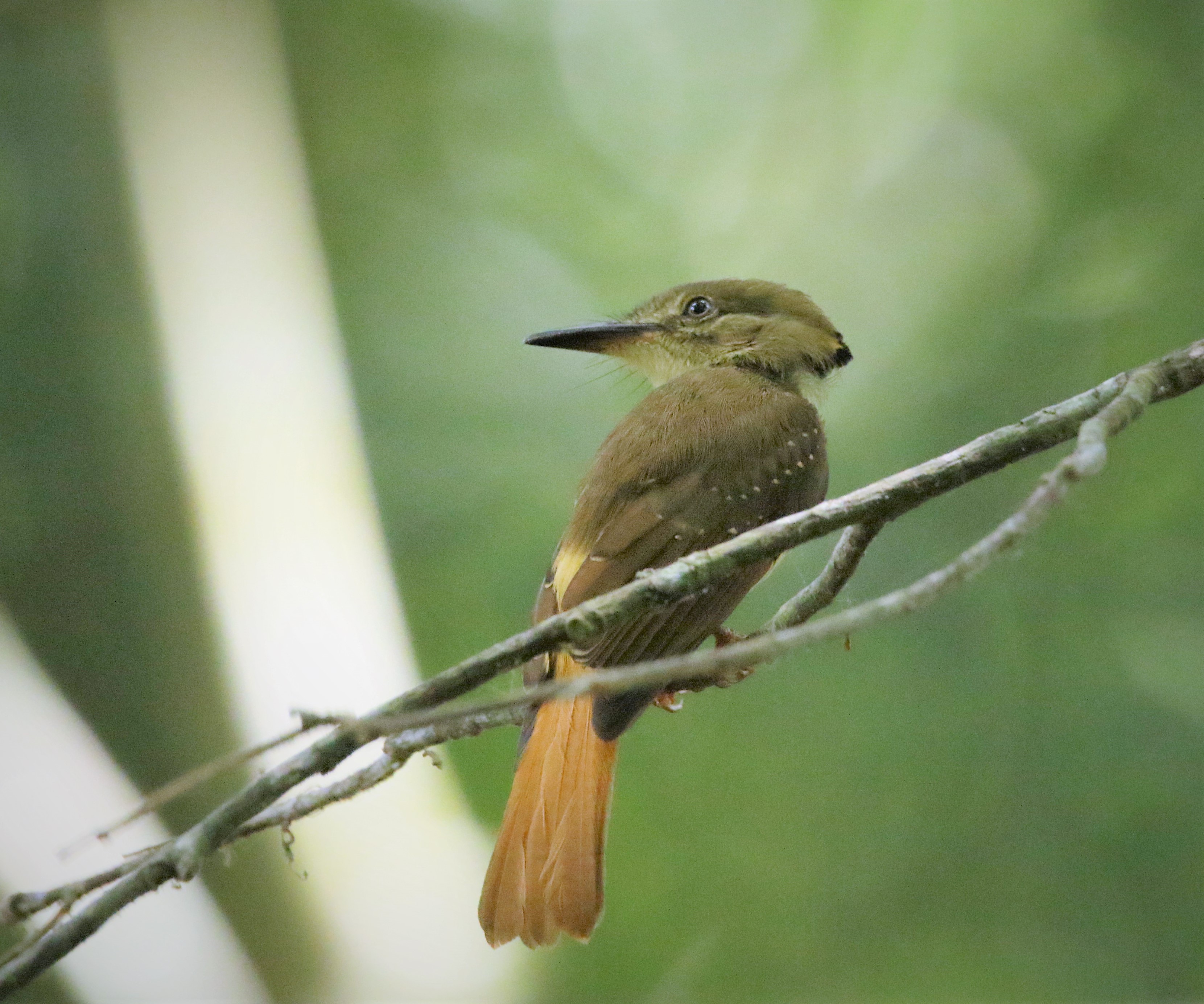 Details : Amazonian Royal Flycatcher - BirdGuides