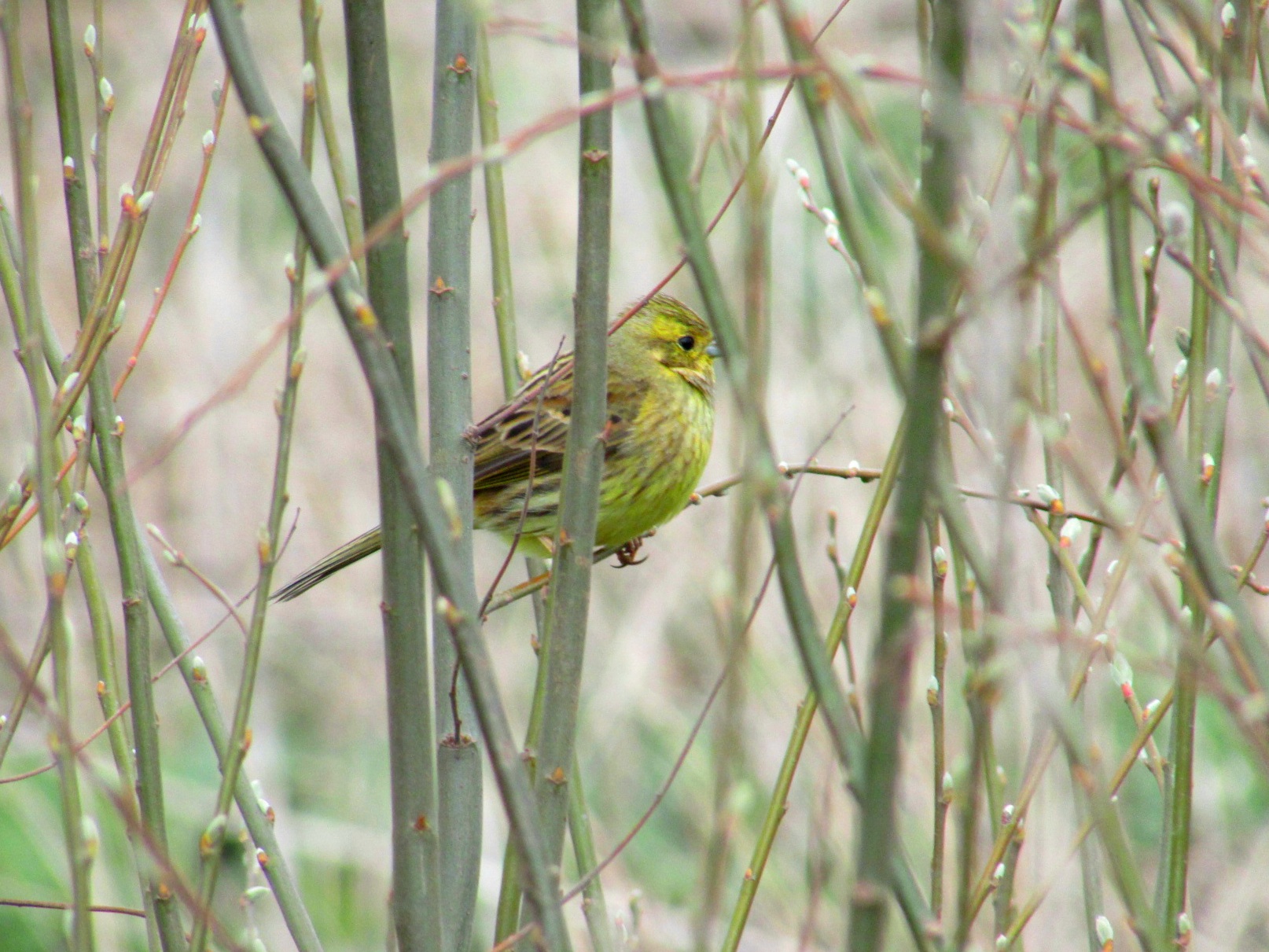 Chat Moss Birdwatching Site - BirdGuides