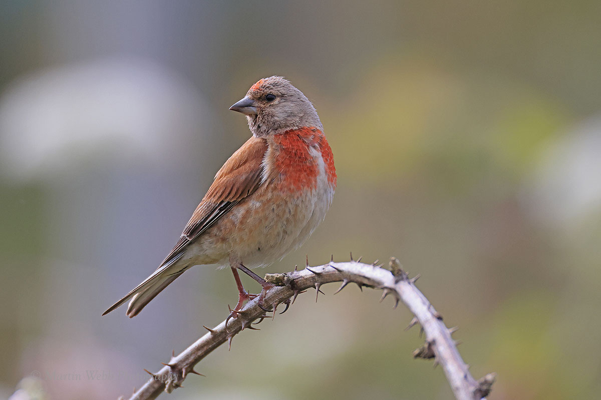 Common Linnet by Martin Webb - BirdGuides