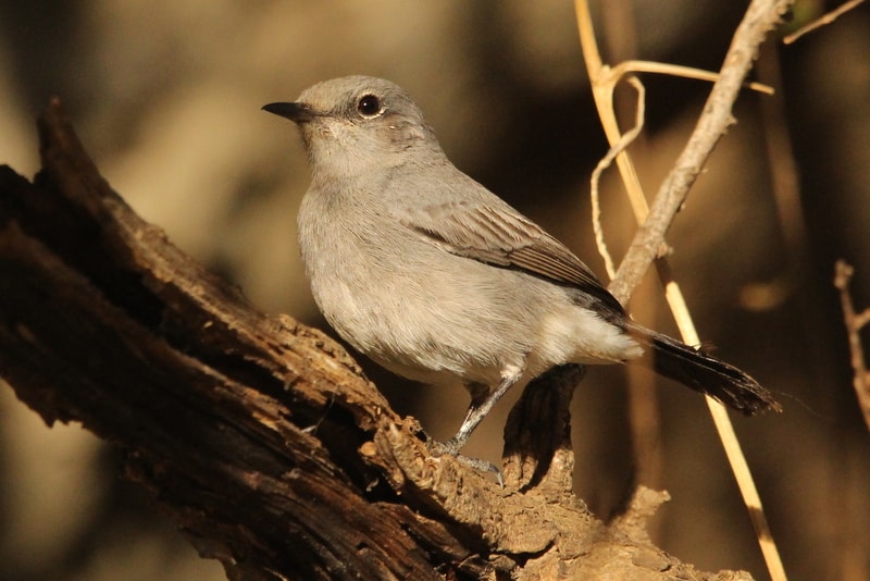 Blackstart by Kris Webb - BirdGuides