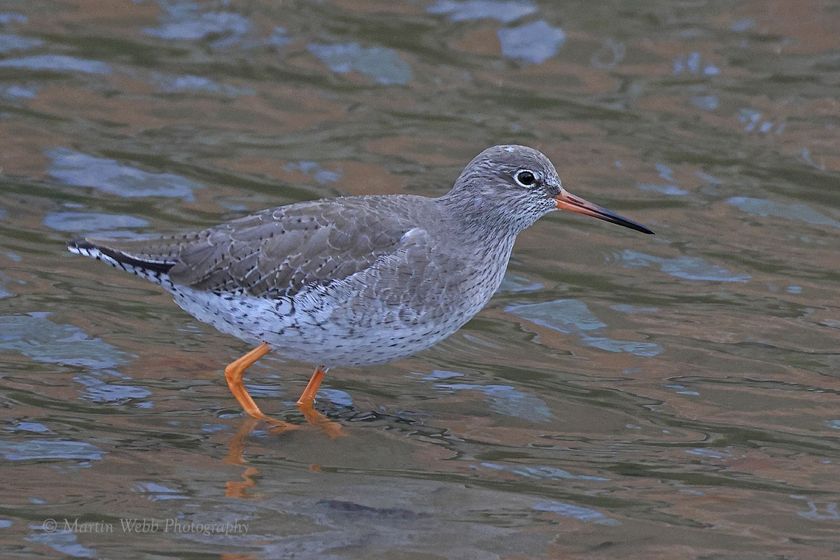 Common Redshank by Martin Webb - BirdGuides