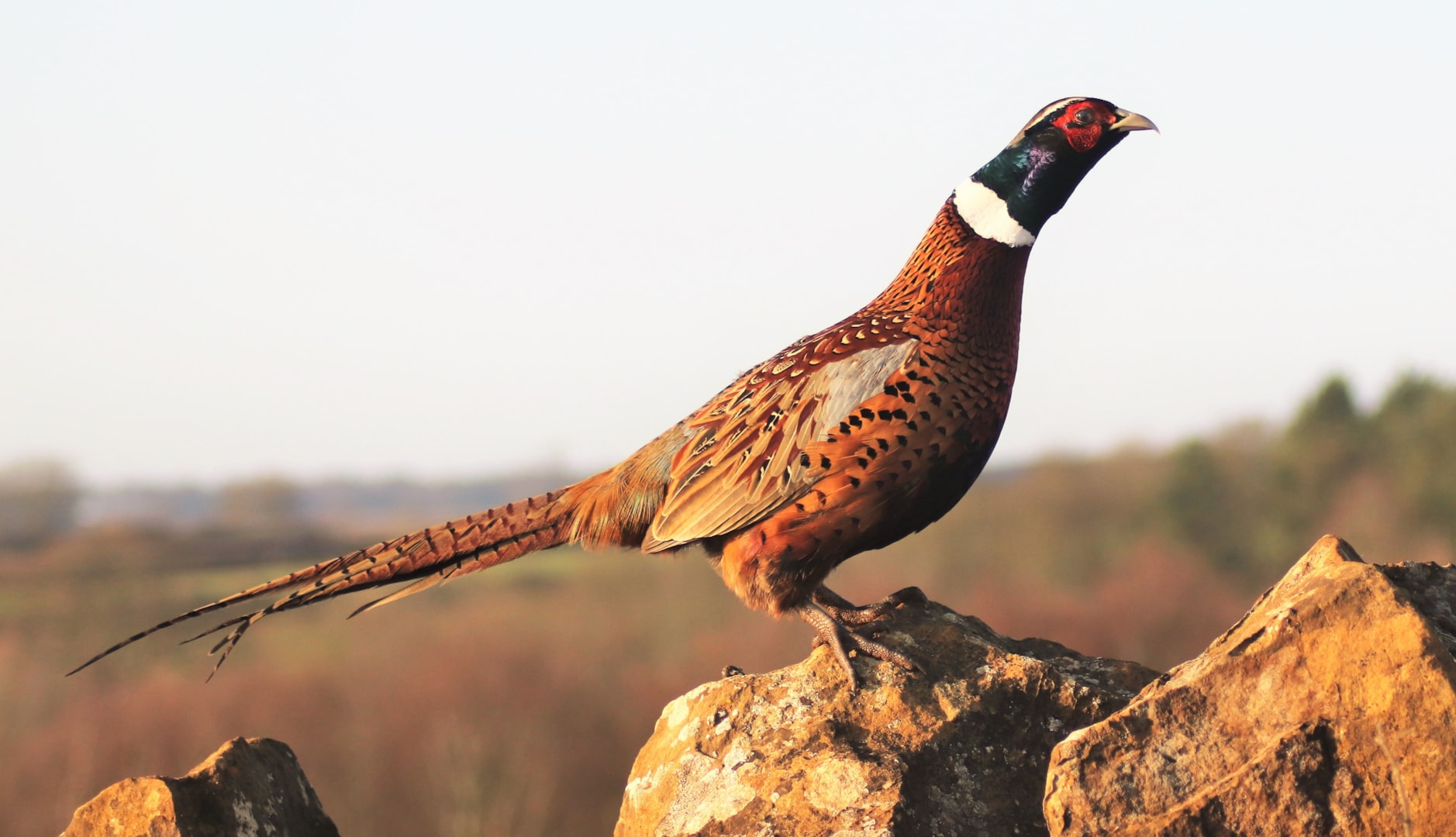 Common Pheasant by Rajiv Hasan - BirdGuides