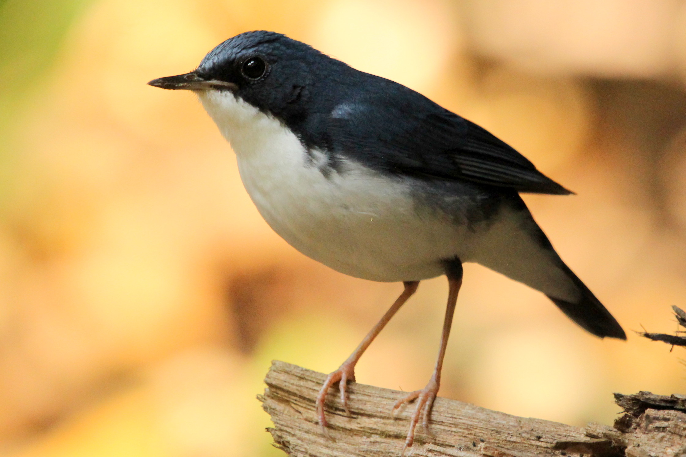 Details : Siberian Blue Robin - BirdGuides