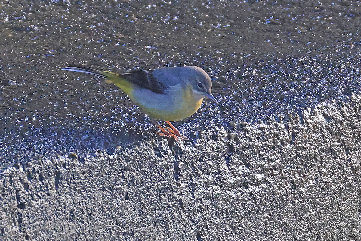 Grey Wagtail by Martin Webb - BirdGuides