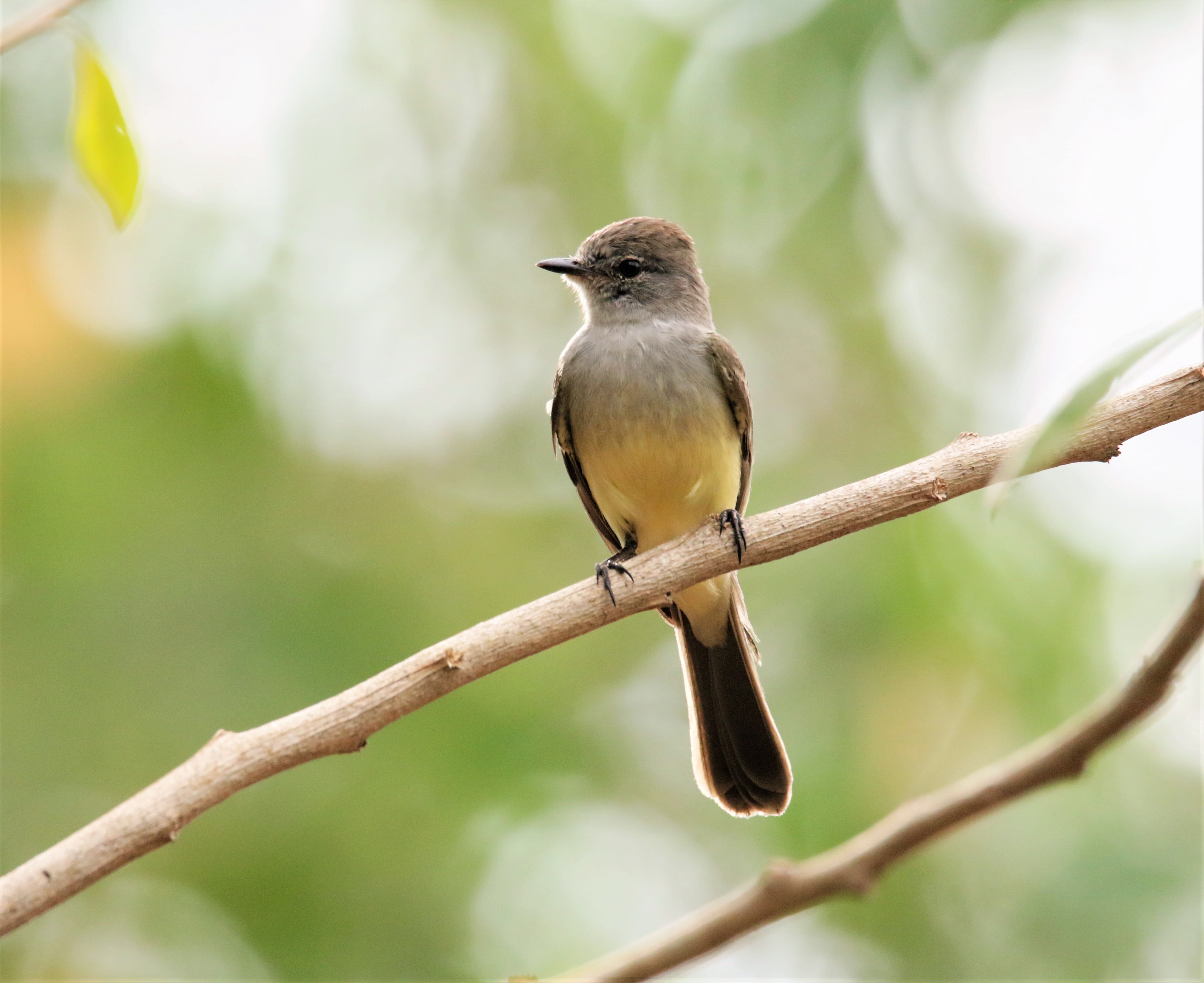 Details : Panamanian Flycatcher - BirdGuides