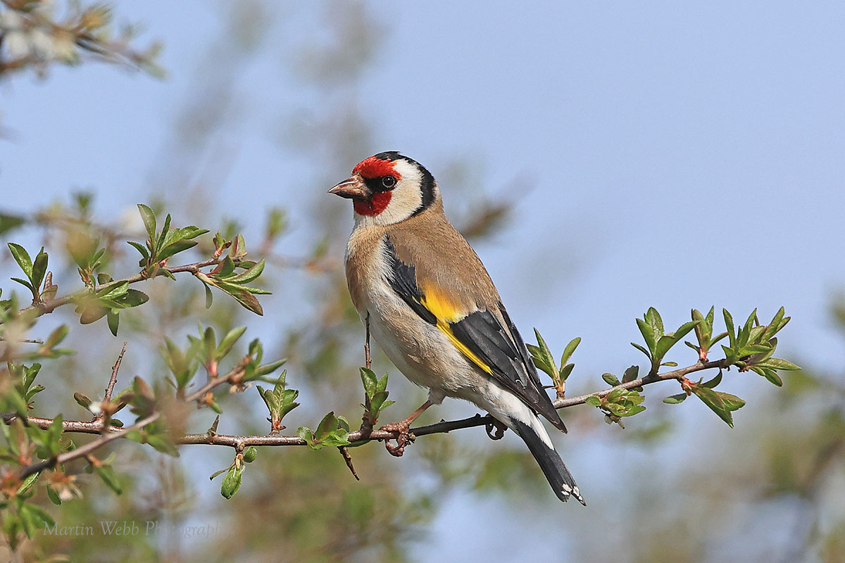 Study finds birds improve mental health - BirdGuides