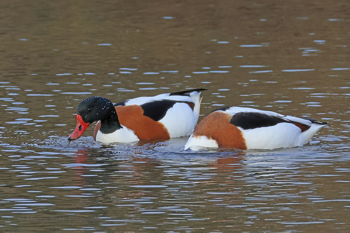 Common Shelduck by Martin Webb - BirdGuides