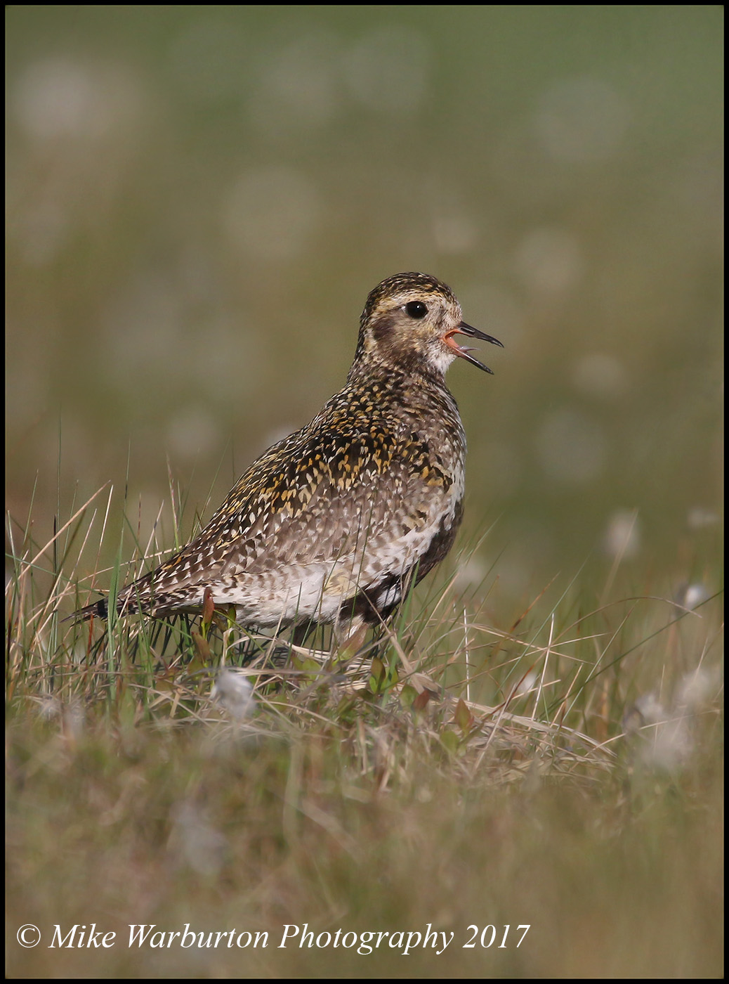 Brecon Beacons Birdwatching Site - BirdGuides