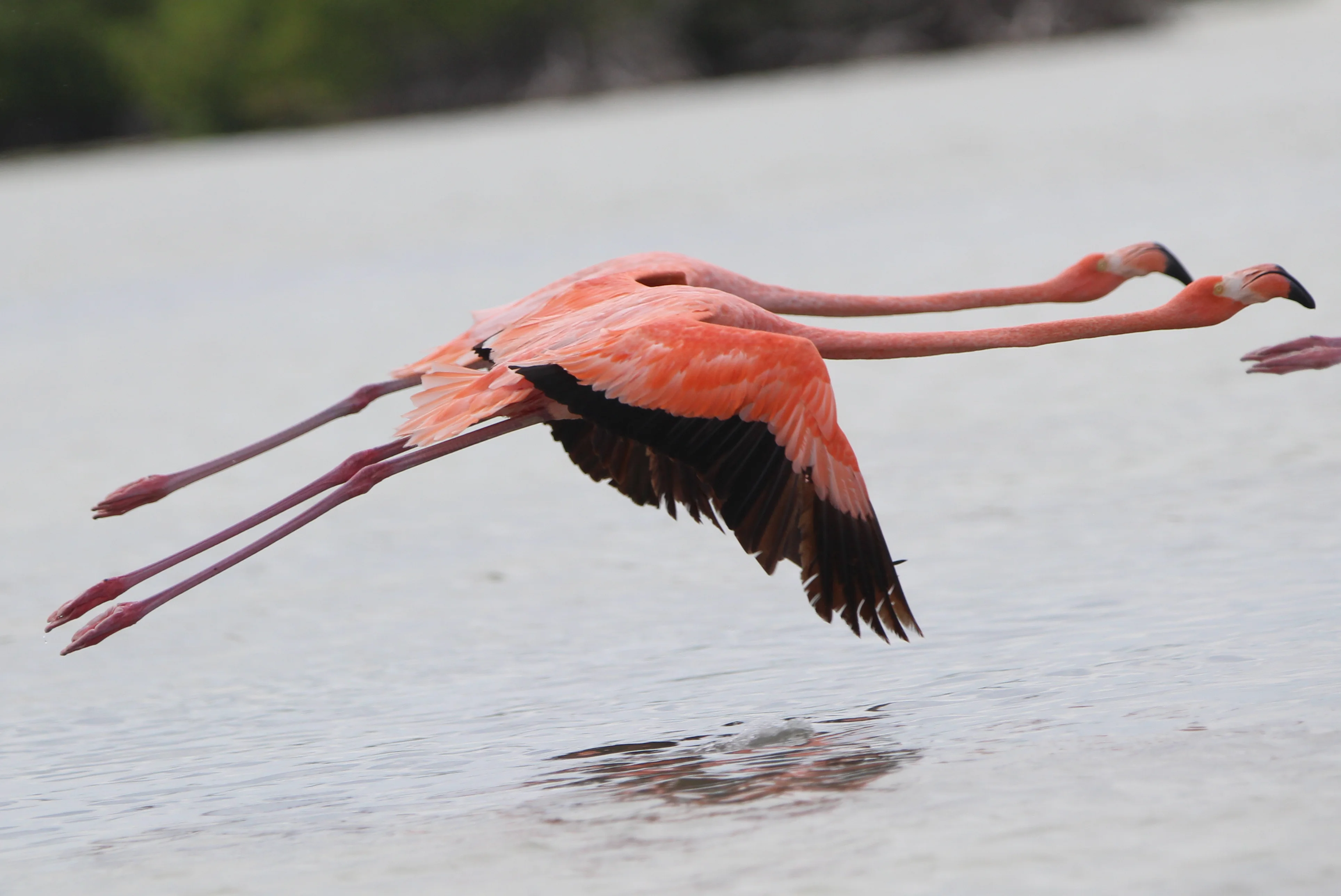 Details : American Flamingo - BirdGuides