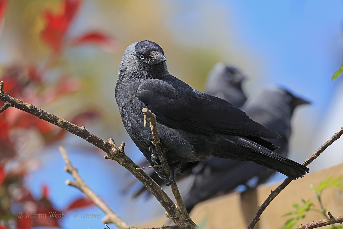 Jackdaw by Martin Webb - BirdGuides