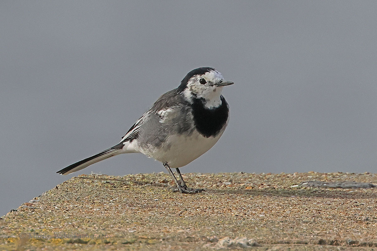 Pied Wagtail by Martin Webb - BirdGuides