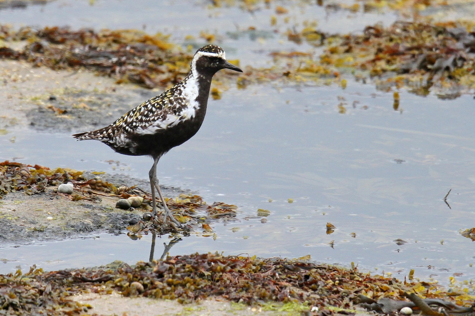 Pacific Golden Plover by Richard Willison - BirdGuides