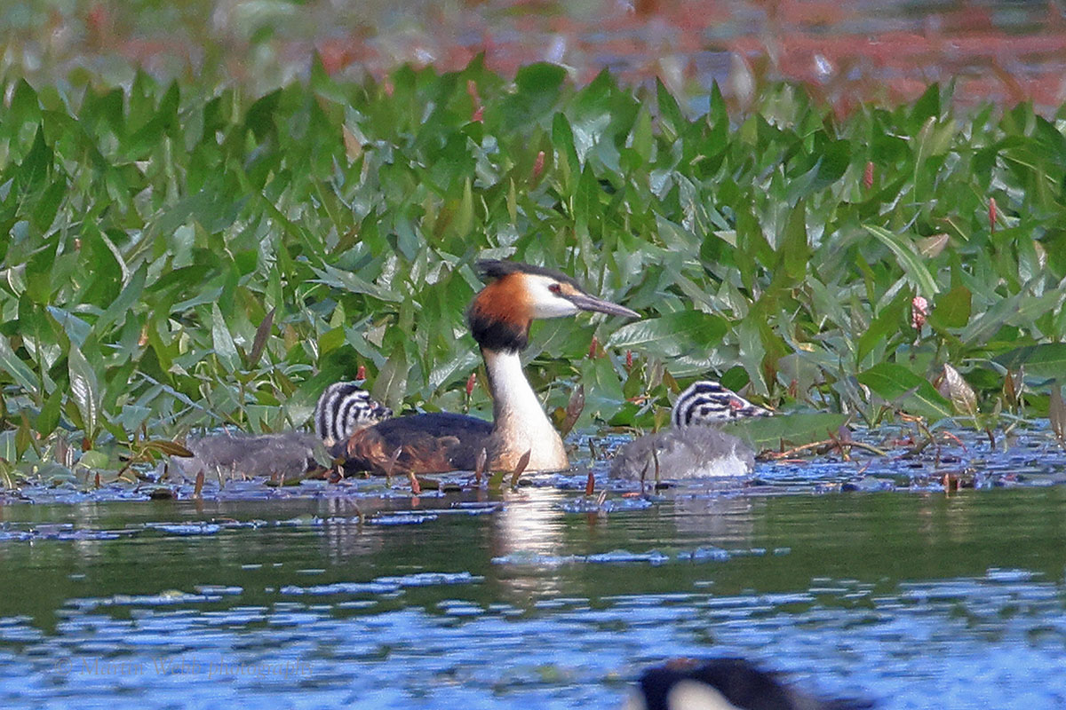 Great Crested Grebe by Martin Webb - BirdGuides