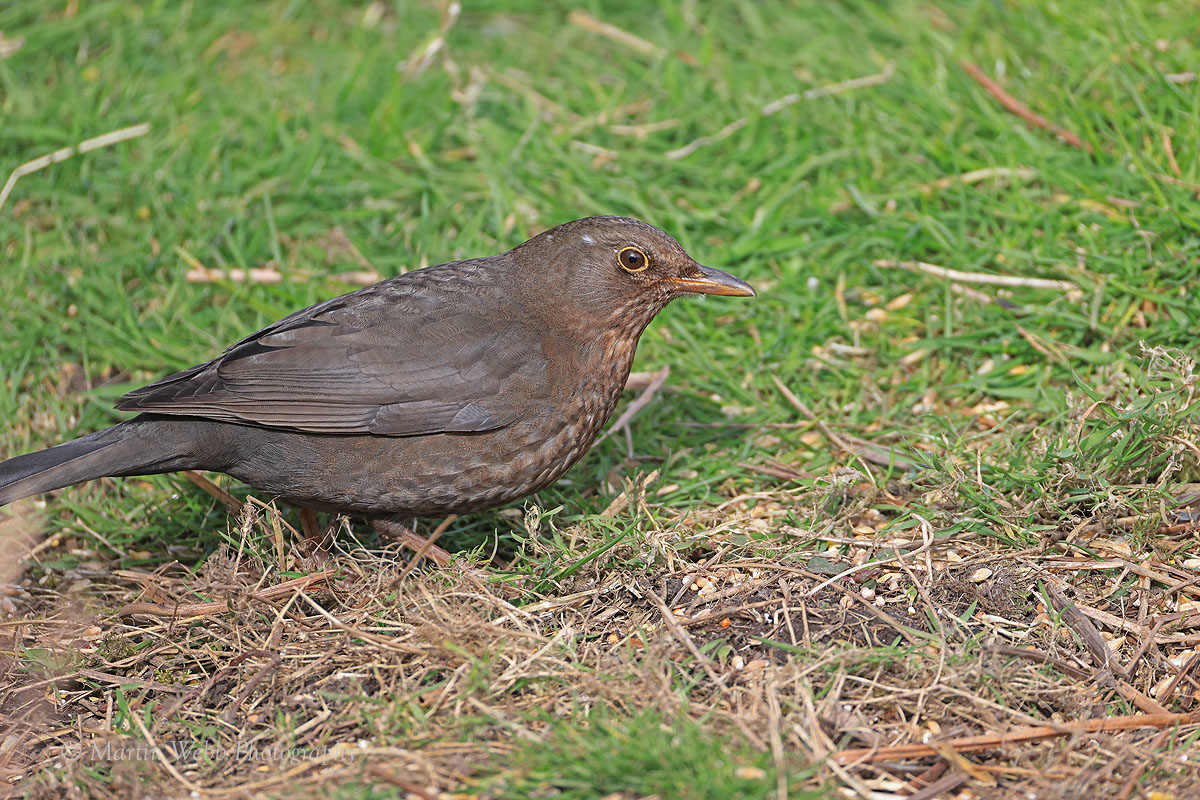 Birdwatching Sites in Cornwall - BirdGuides