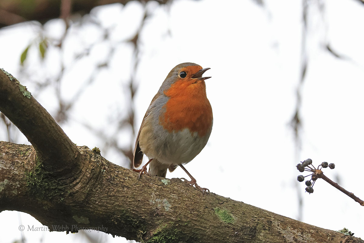European Robin by Martin Webb - BirdGuides