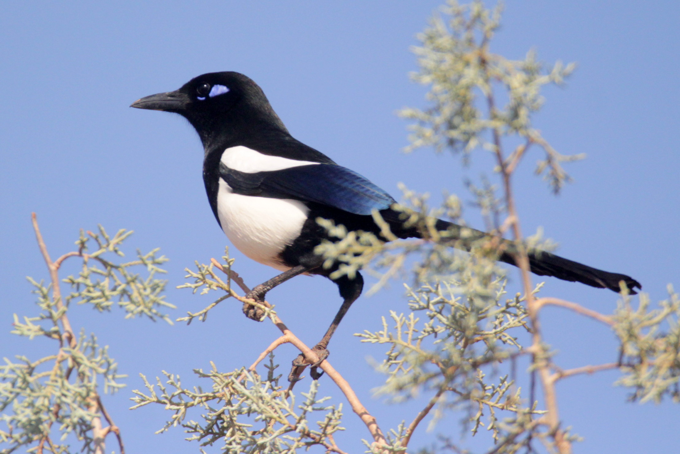 maghreb magpie by Kris Webb - BirdGuides
