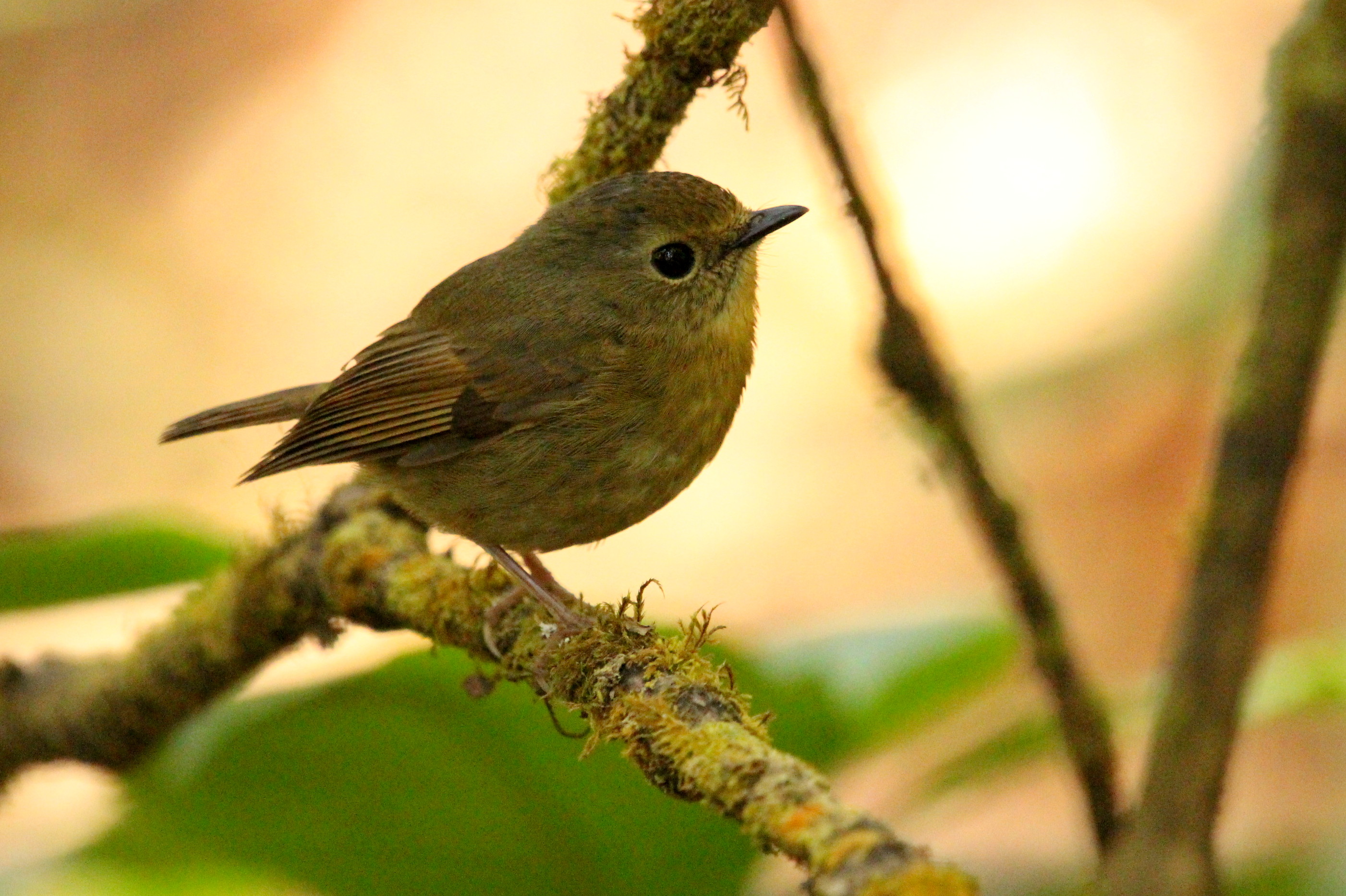 Details : White-browed Shortwing - BirdGuides