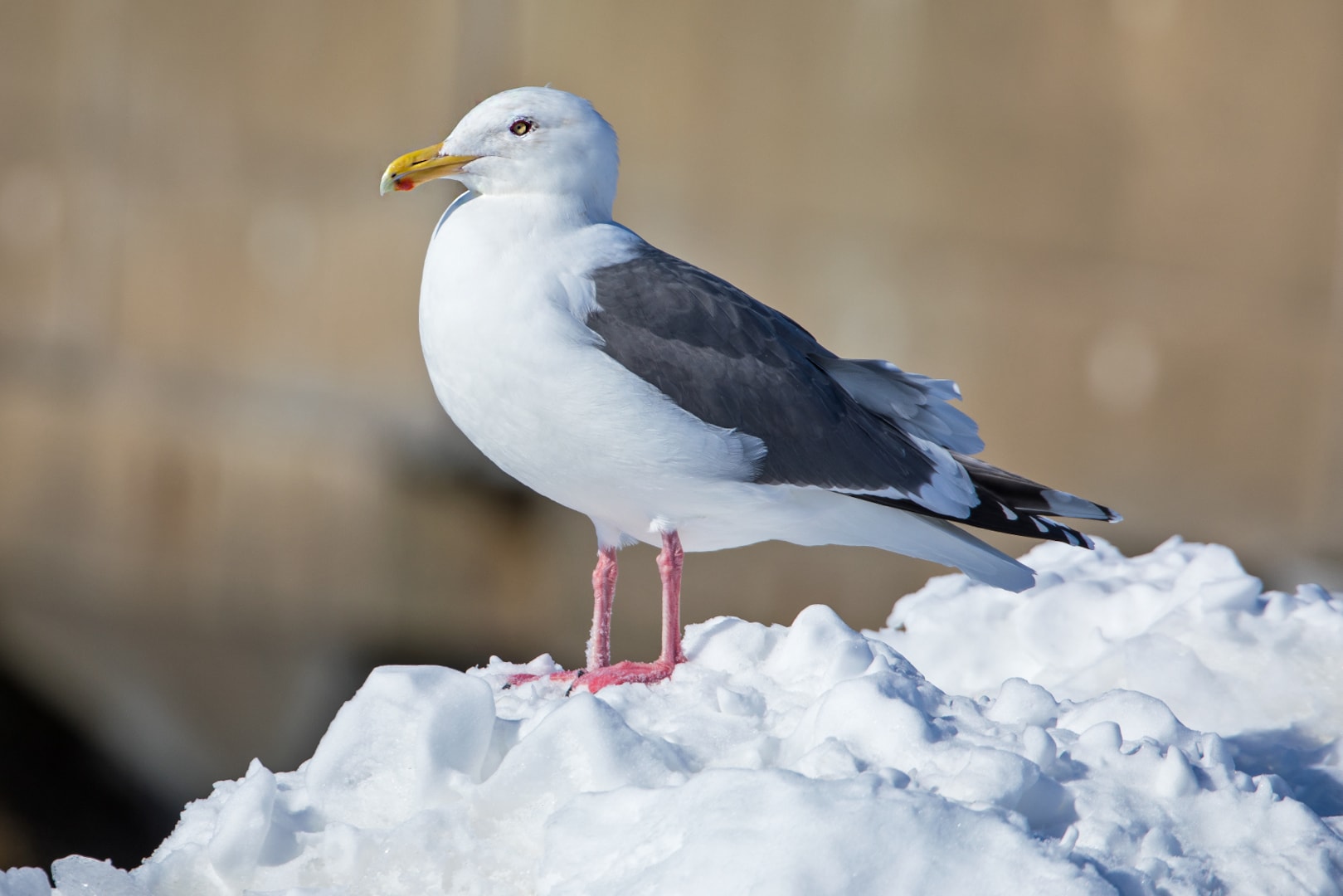 Slaty-backed Gull by Peter Beesley - BirdGuides