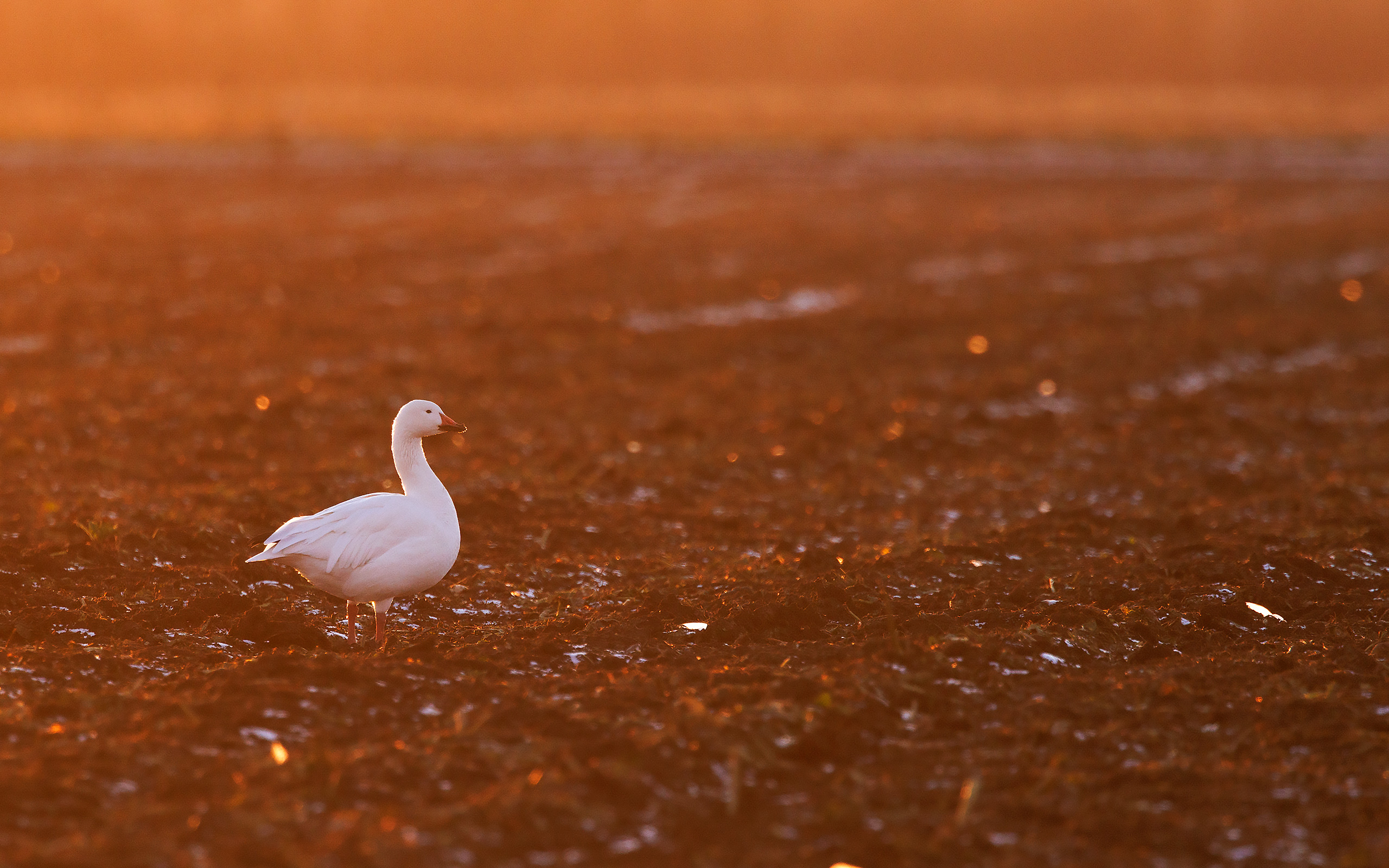 Snow Goose by Josh Jones - BirdGuides