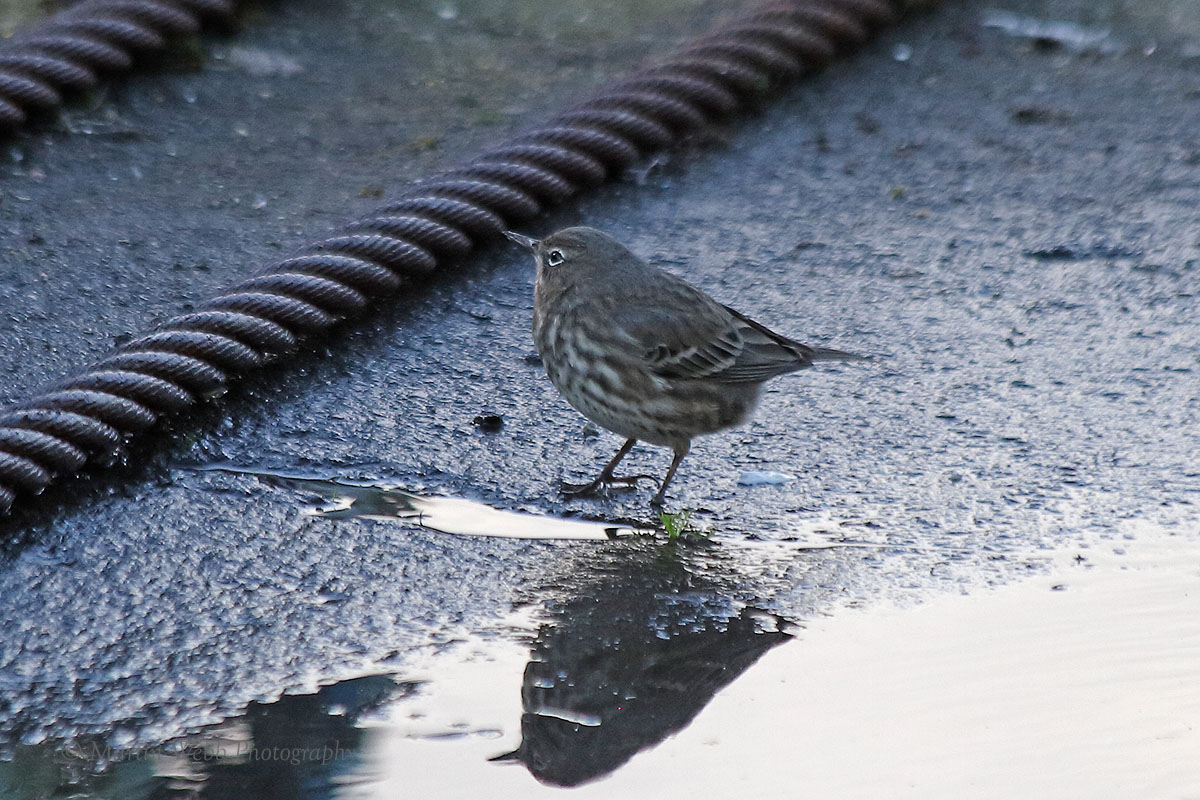 Rock Pipit by Martin Webb - BirdGuides