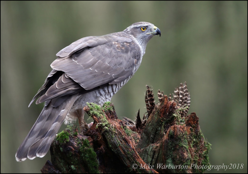 Northern Goshawk by Mike Warburton - BirdGuides