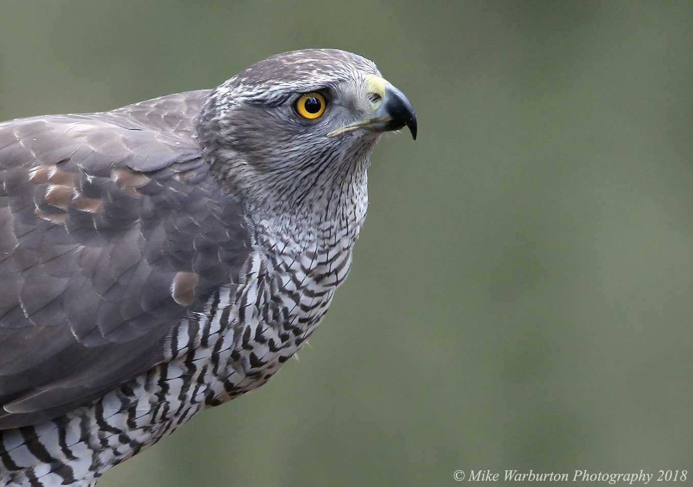 Northern Goshawk by Mike Warburton - BirdGuides