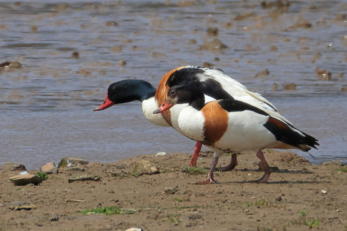 Common Shelduck by Martin Webb - BirdGuides